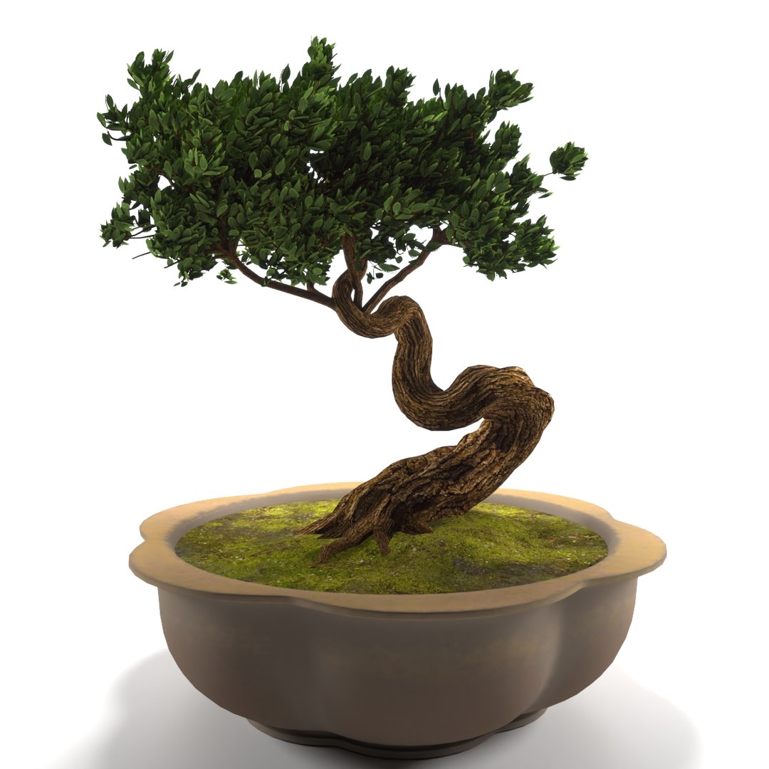 3D Model Bonsai Tree - TurboSquid 1520898