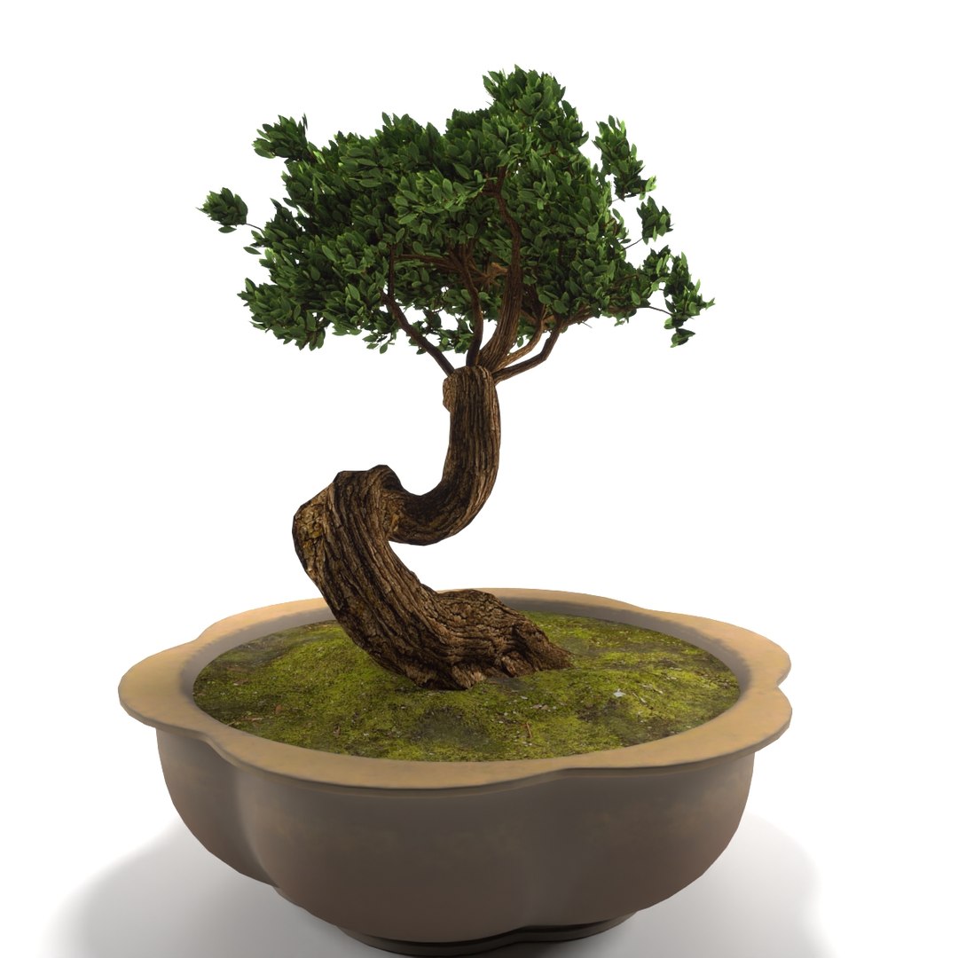 3D Model Bonsai Tree - TurboSquid 1520898