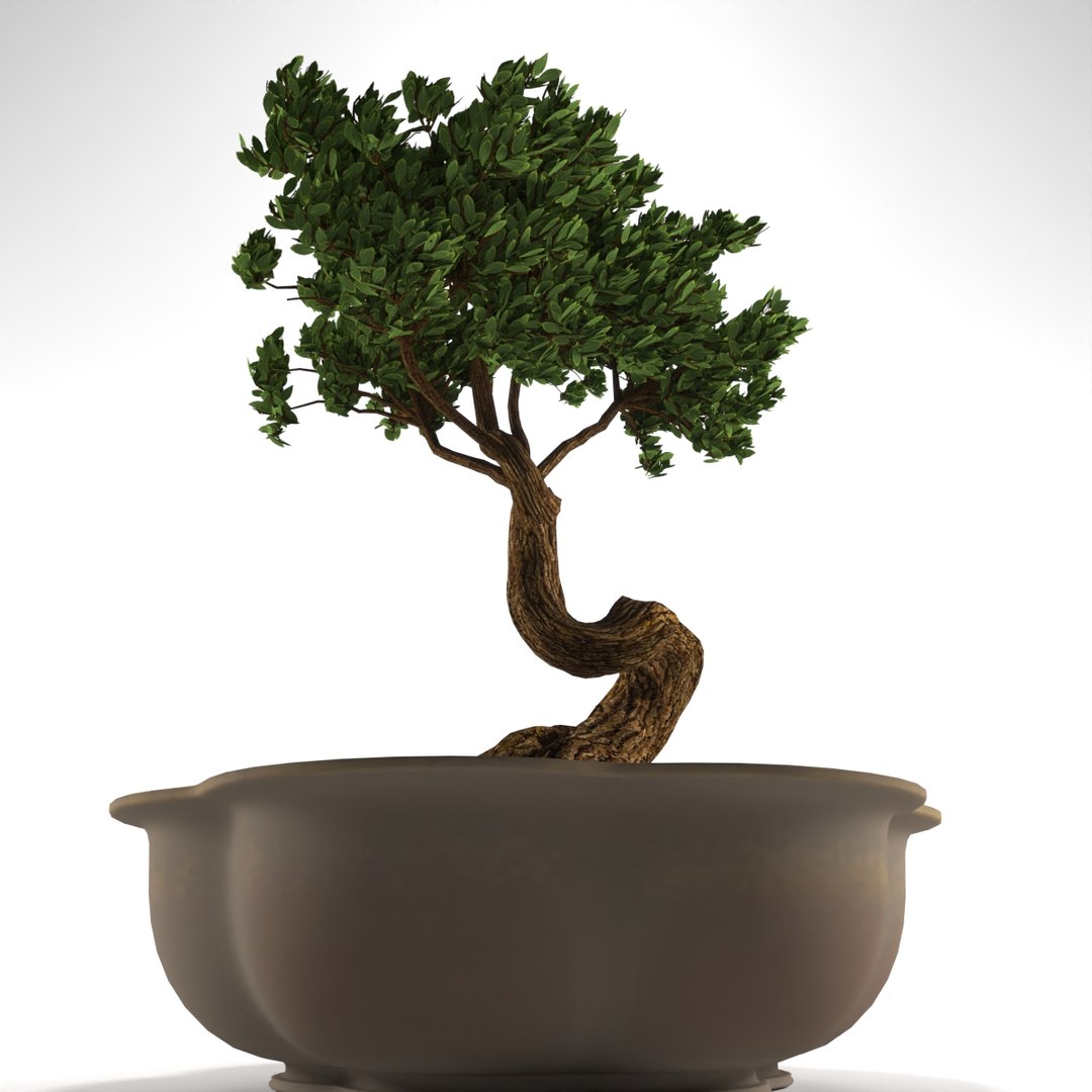 3D Model Bonsai Tree - TurboSquid 1520898