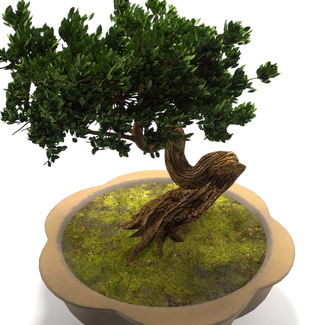 3D Model Bonsai Tree - TurboSquid 1520898