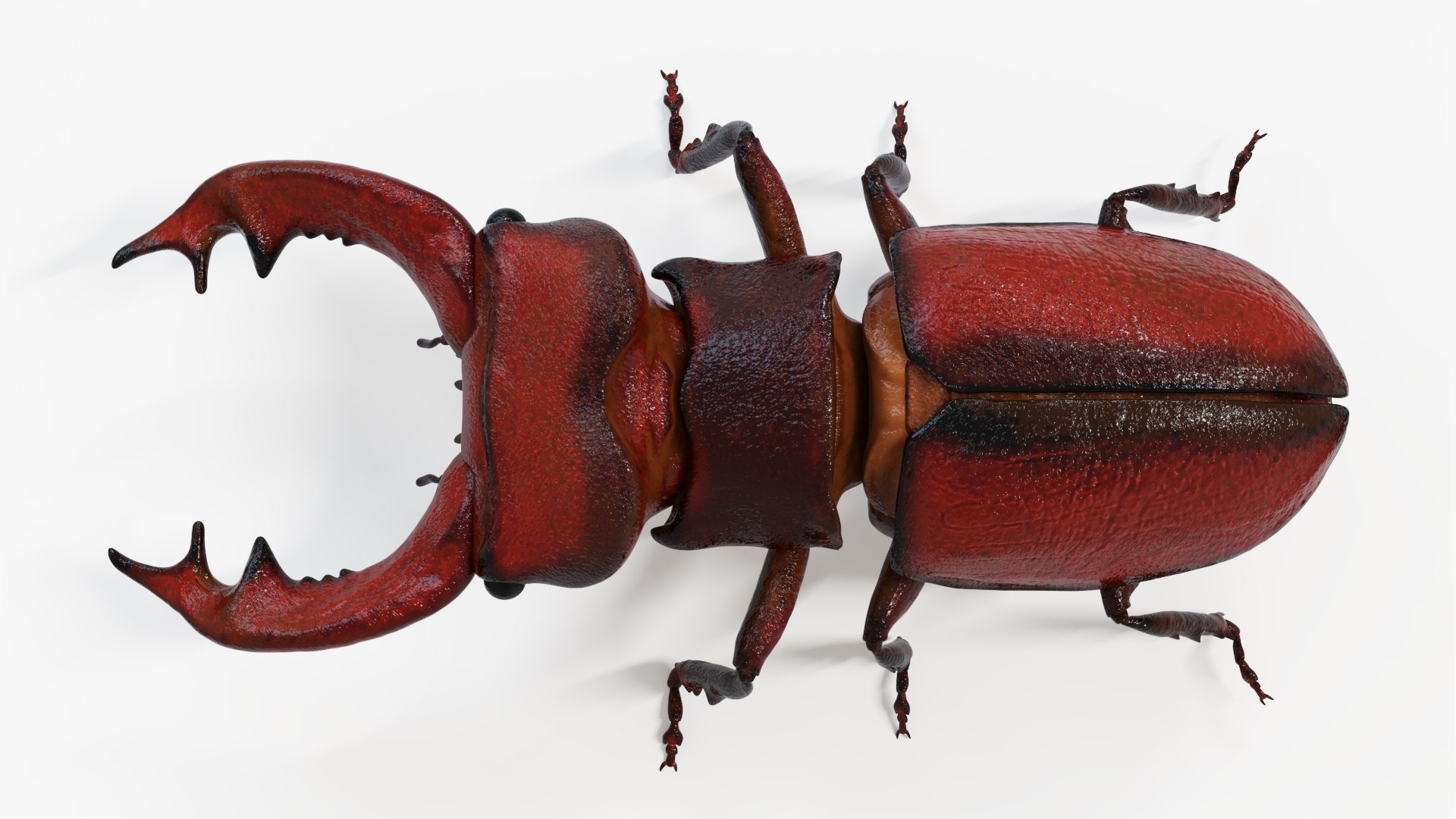 Stag Beetle Static 3D Model - TurboSquid 2070827