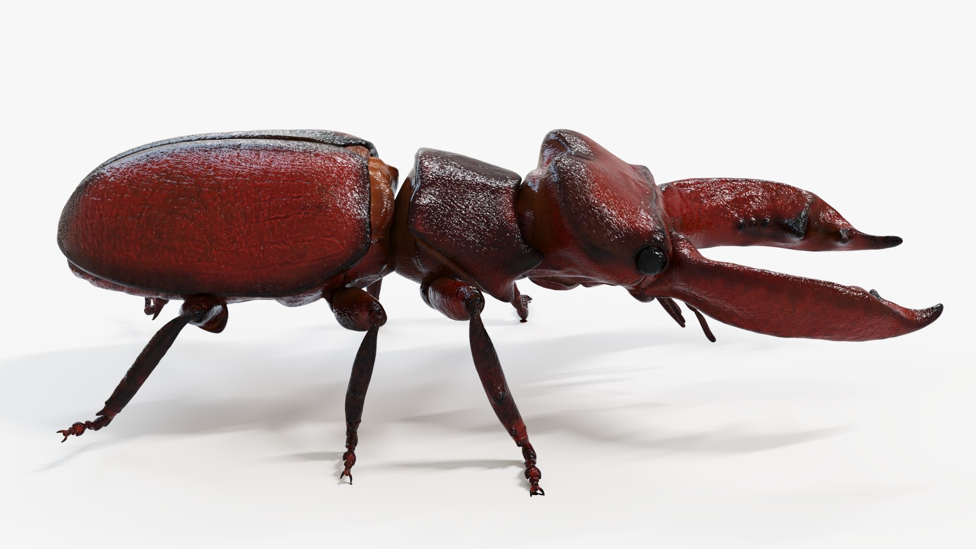 Stag Beetle Static 3D Model - TurboSquid 2070827