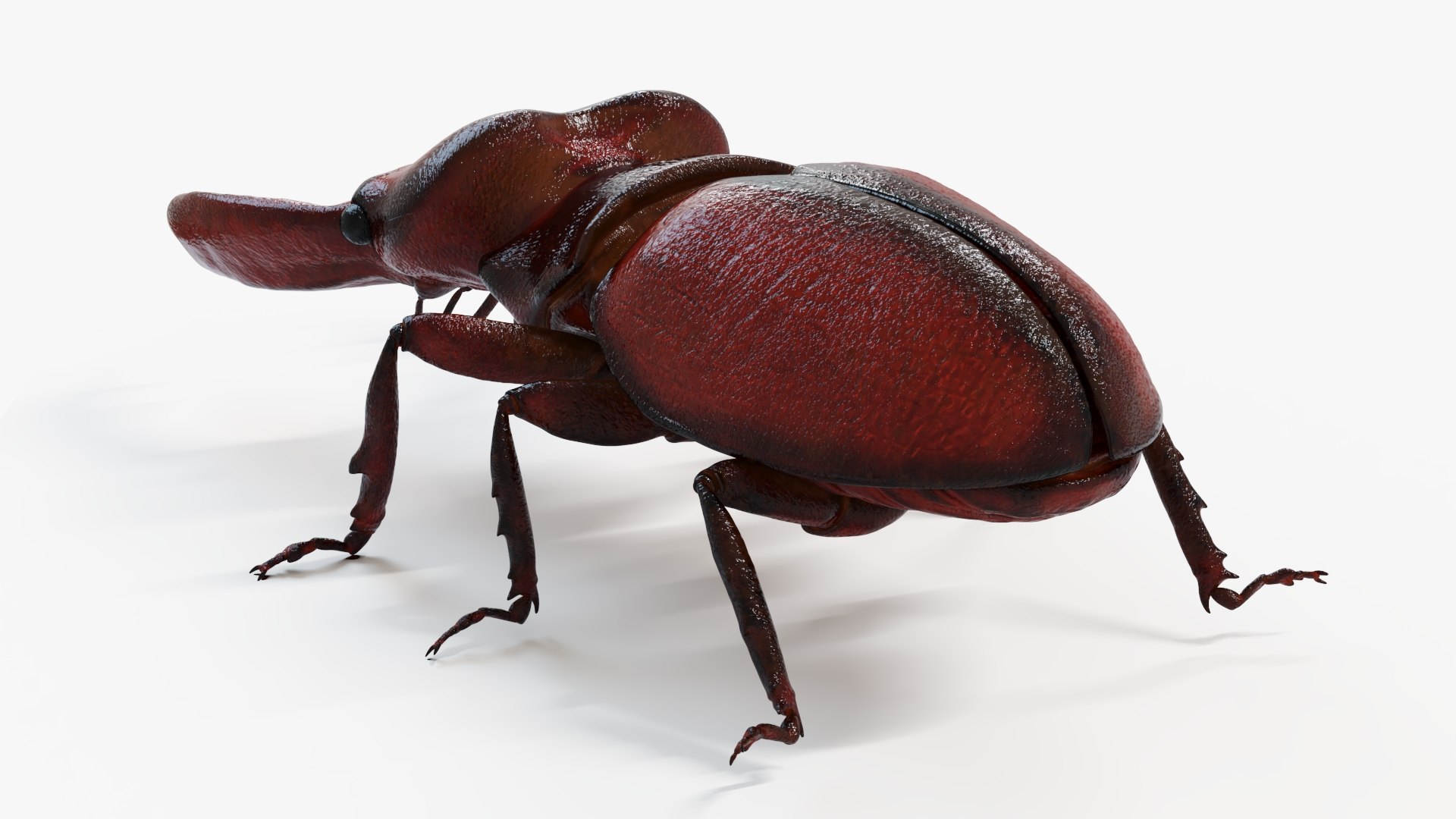 Stag Beetle Static 3D Model - TurboSquid 2070827