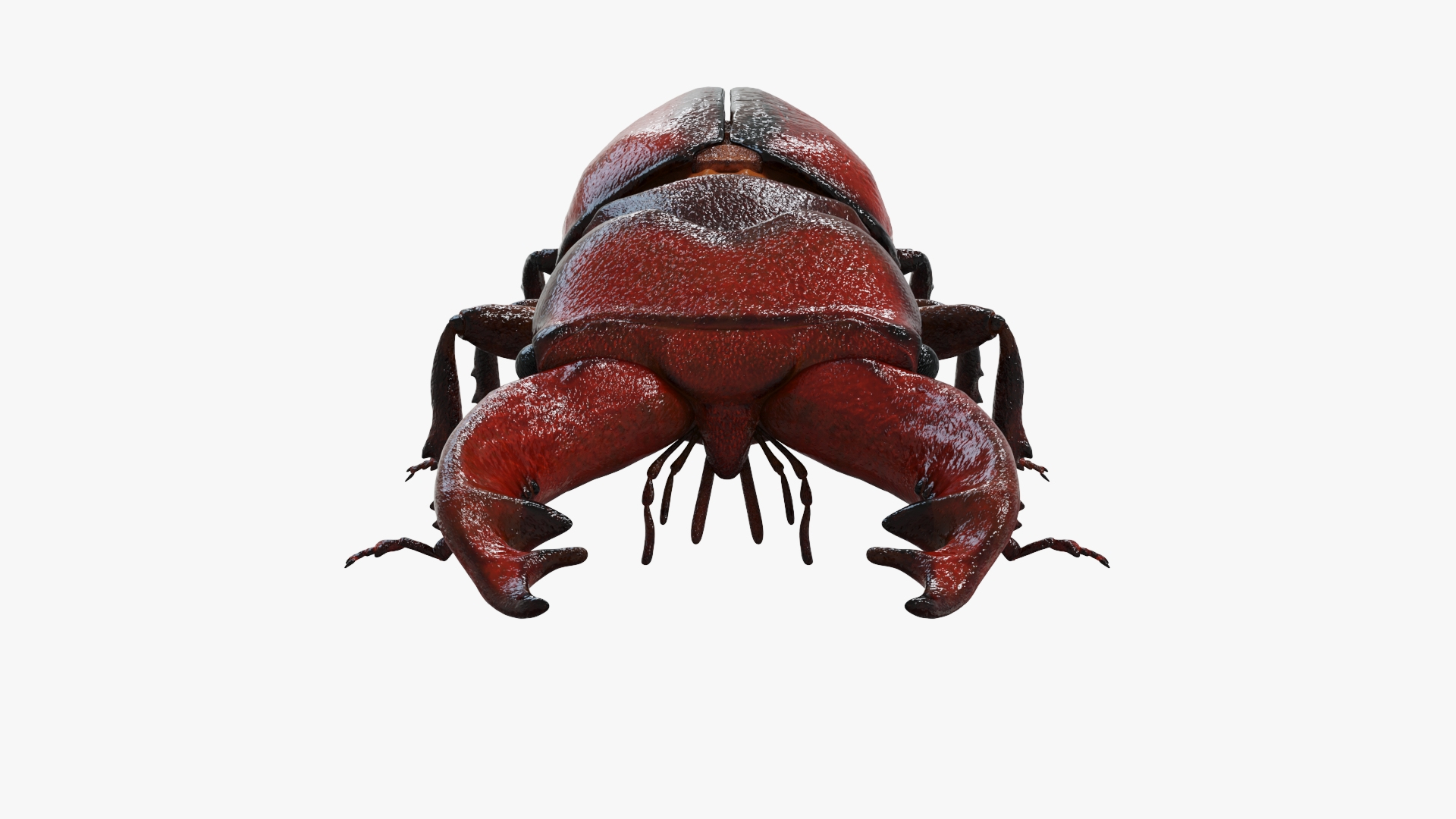 Stag Beetle Static 3D Model - TurboSquid 2070827