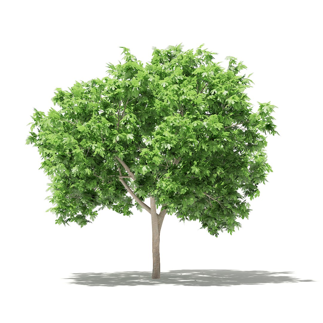 3D Common Fig Tree 2 - TurboSquid 1305722
