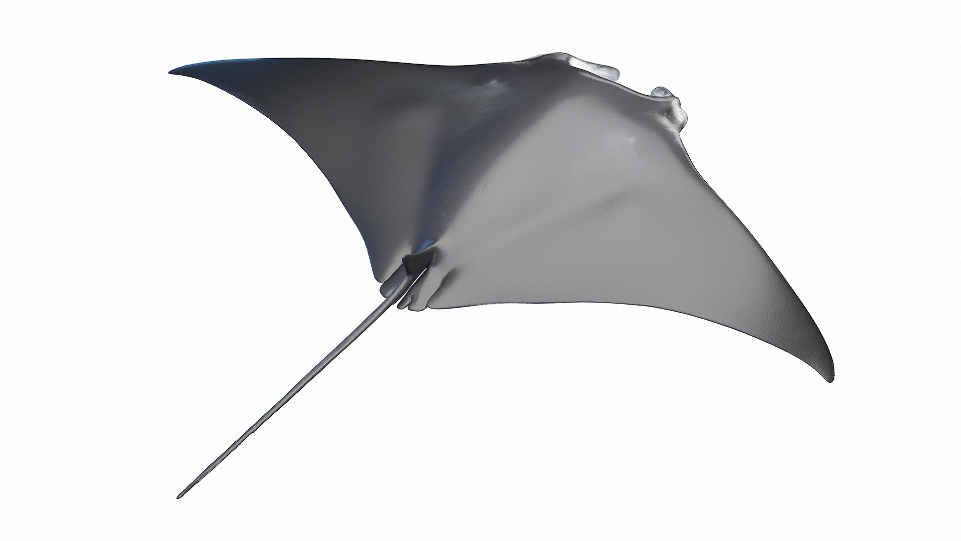3D Manta Ray Model - TurboSquid 1953227