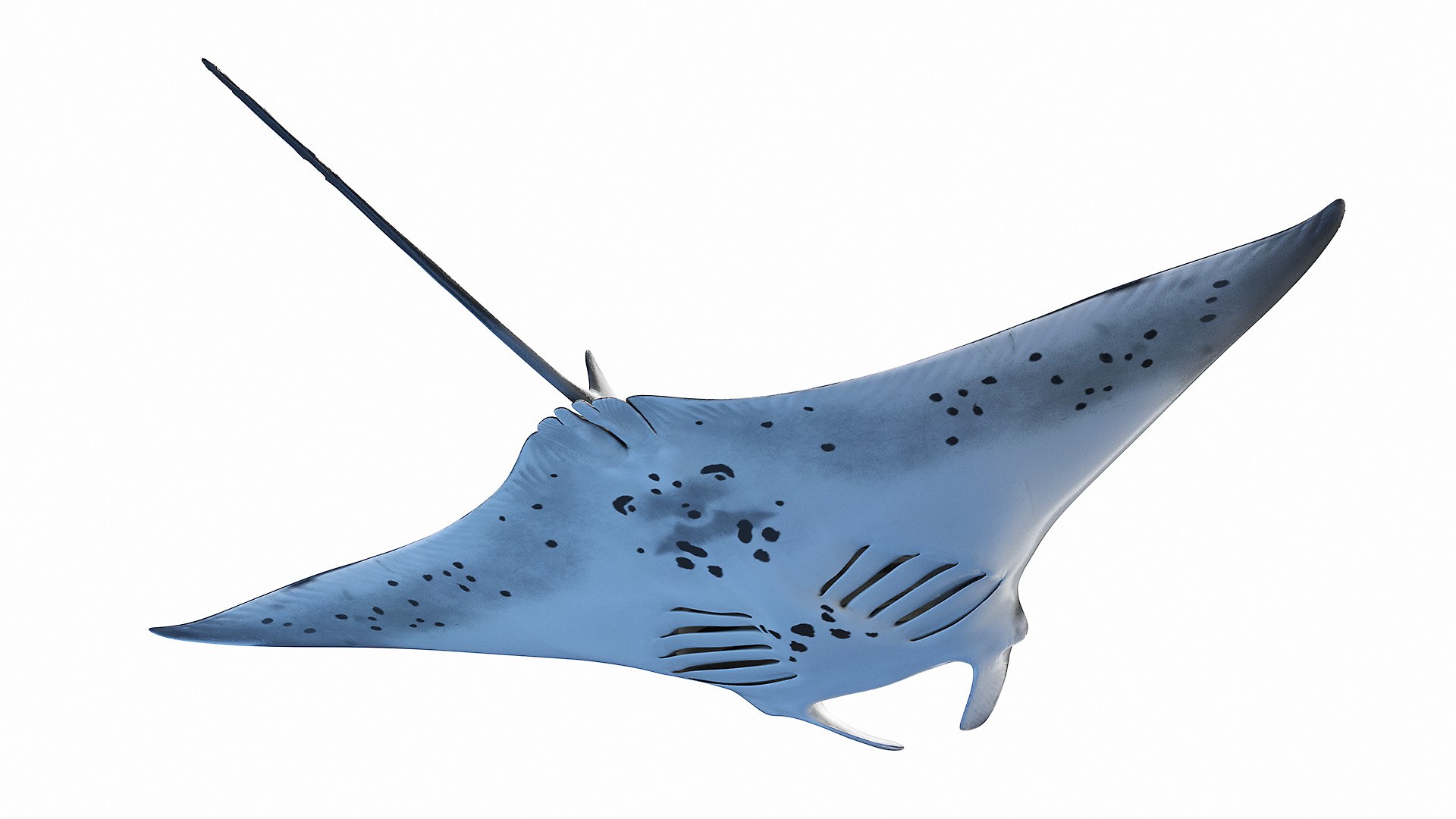 3D Manta Ray Model - TurboSquid 1953227