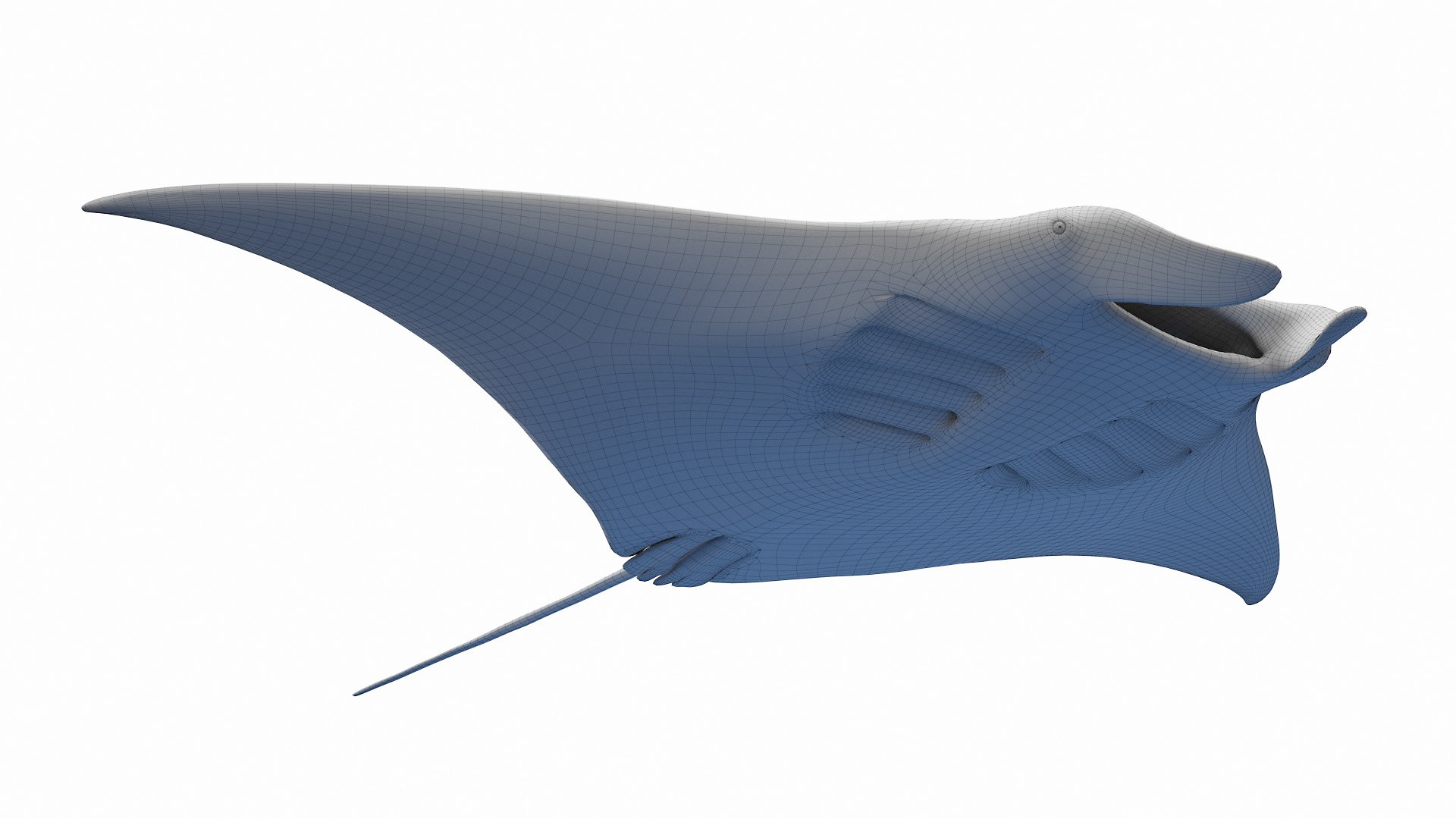 3D Manta Ray Model - TurboSquid 1953227