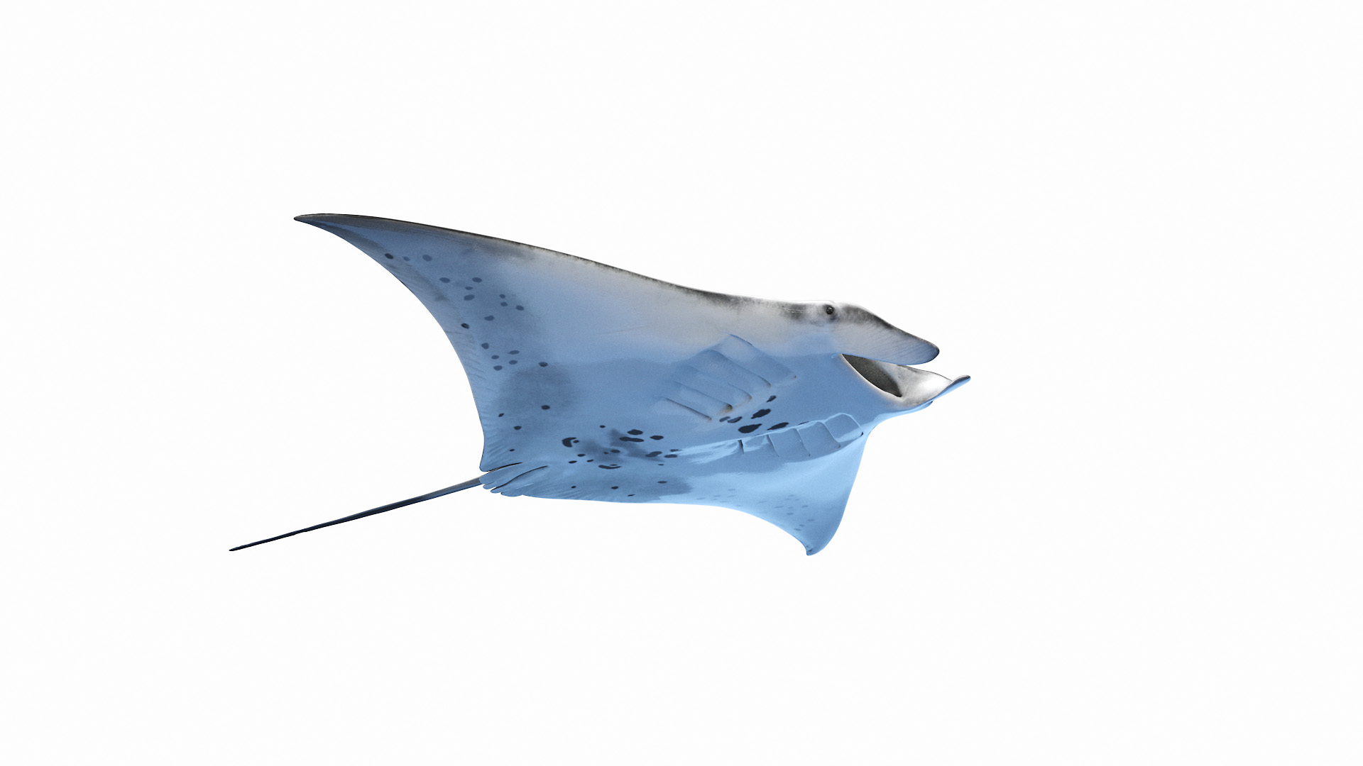 3D Manta Ray Model - TurboSquid 1953227