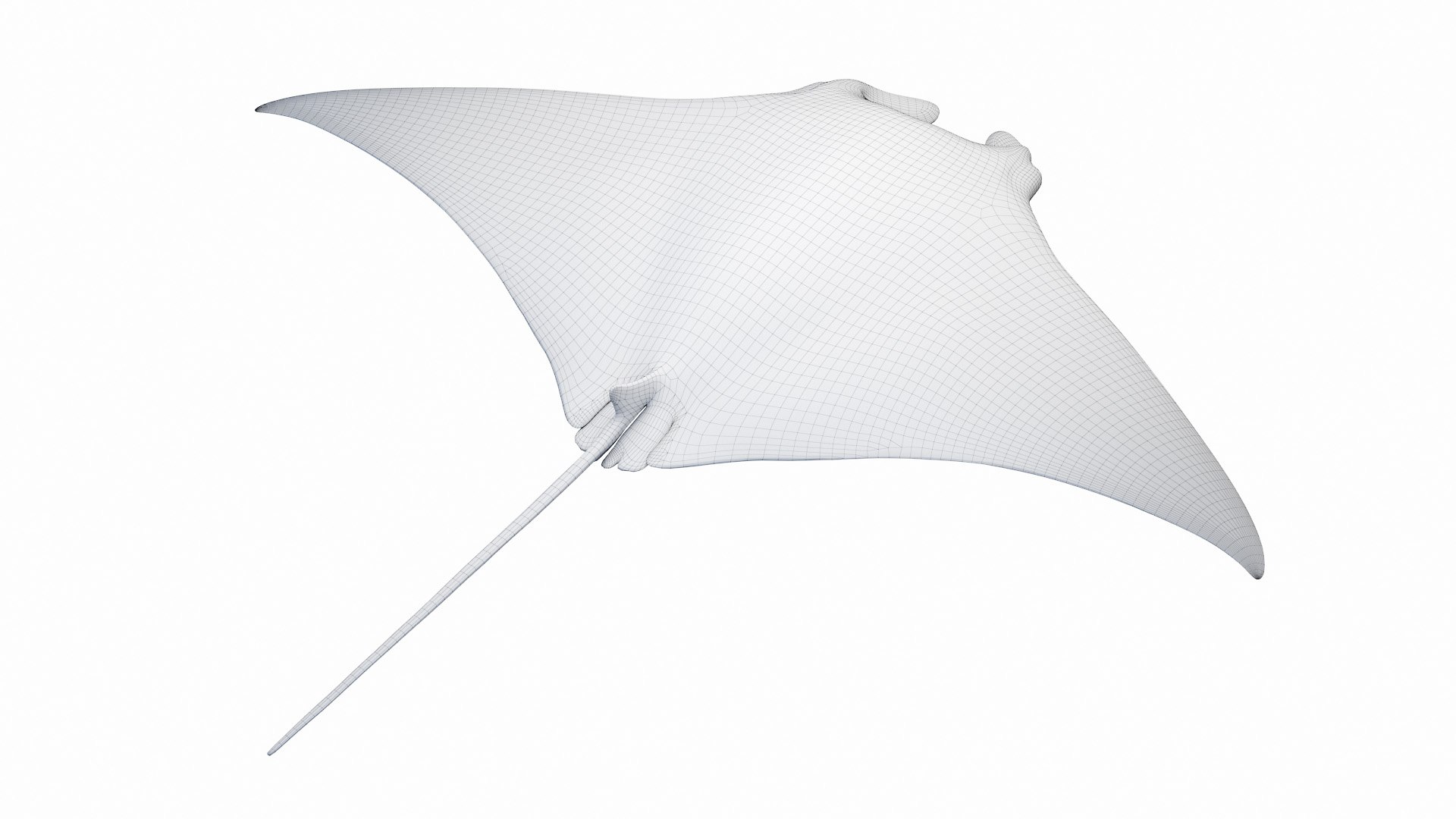 3D Manta Ray Model - TurboSquid 1953227