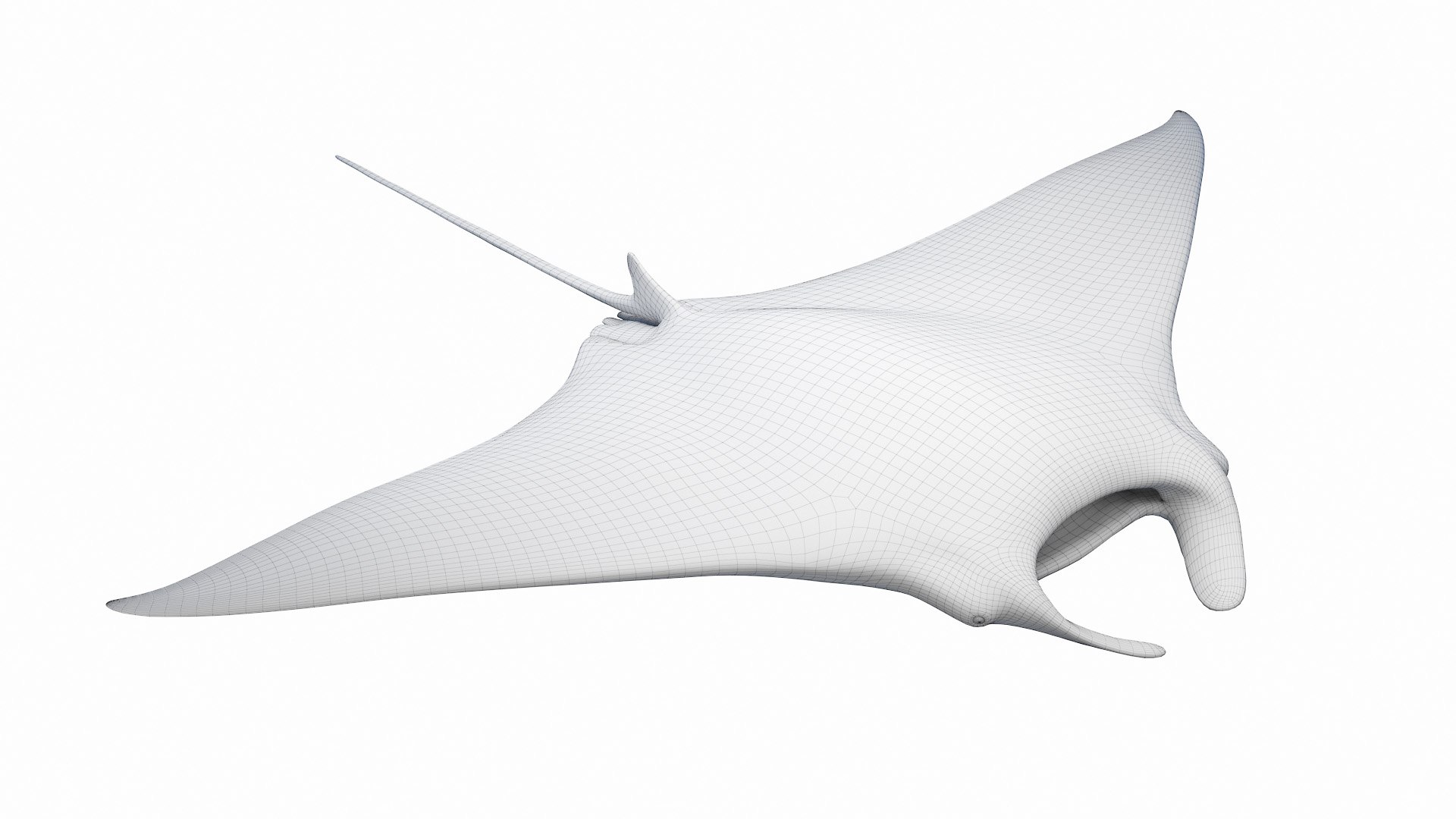 3D Manta Ray Model - TurboSquid 1953227