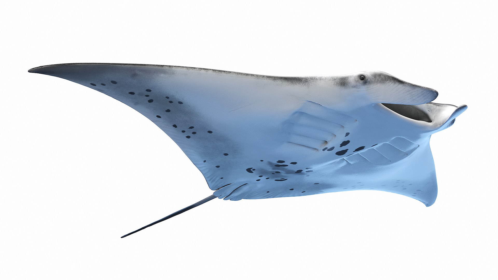 3D Manta Ray Model - TurboSquid 1953227