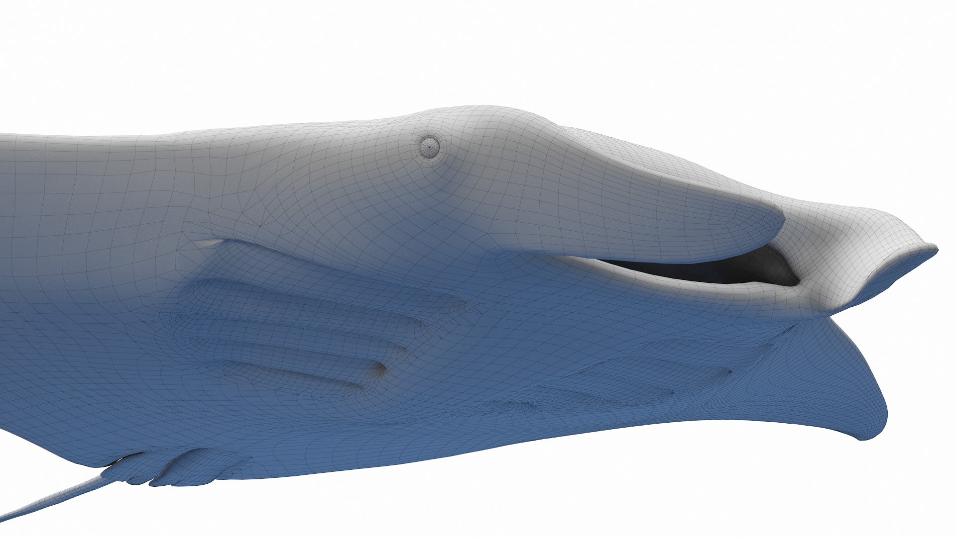 3D Manta Ray Model - TurboSquid 1953227