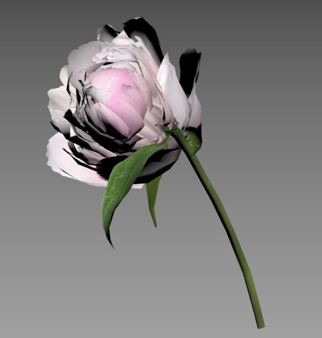 3D model roses peonies - TurboSquid 1701616