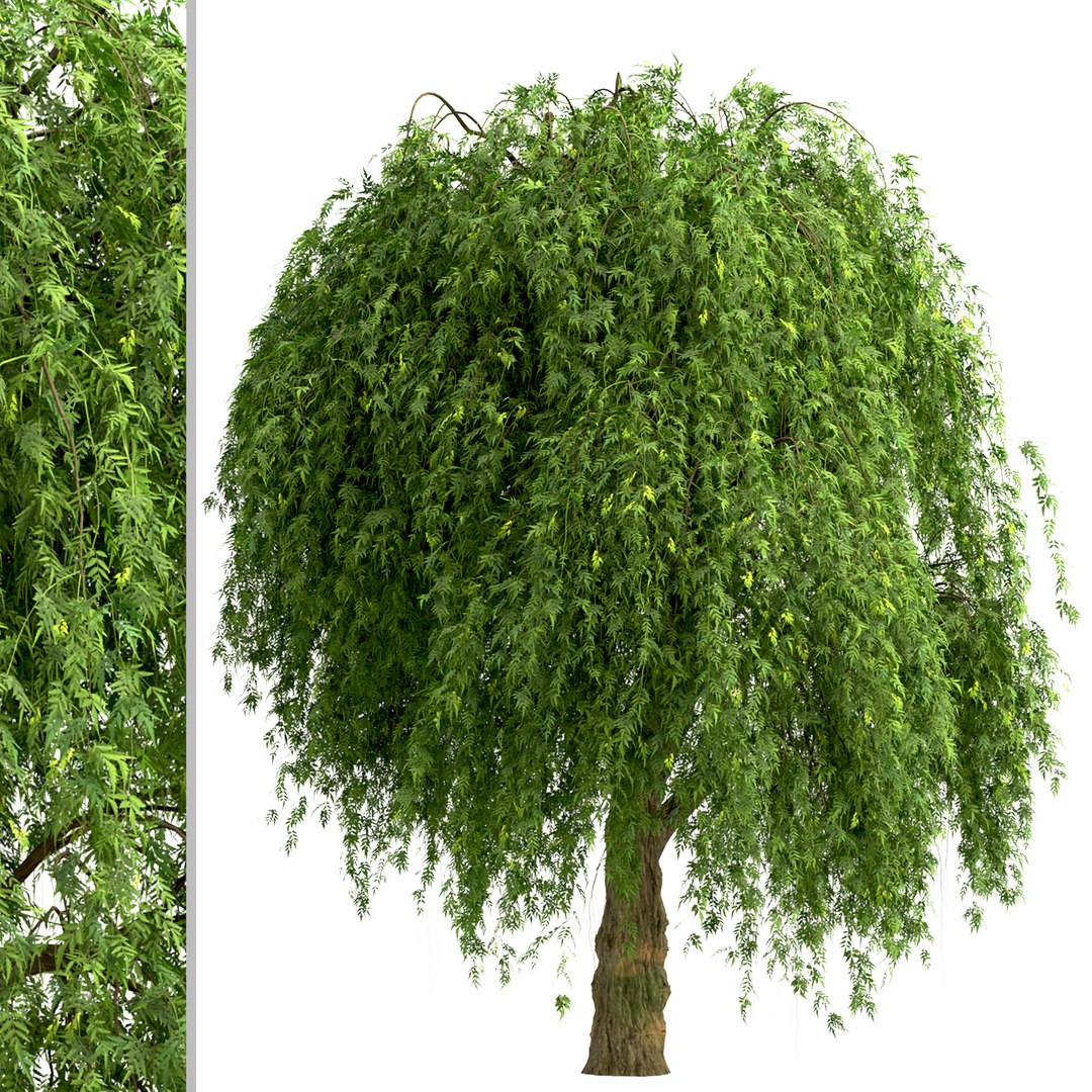 3D Set Of Sophora Japonica Pendula Or Japanese Pagoda Tree - 2 Trees ...
