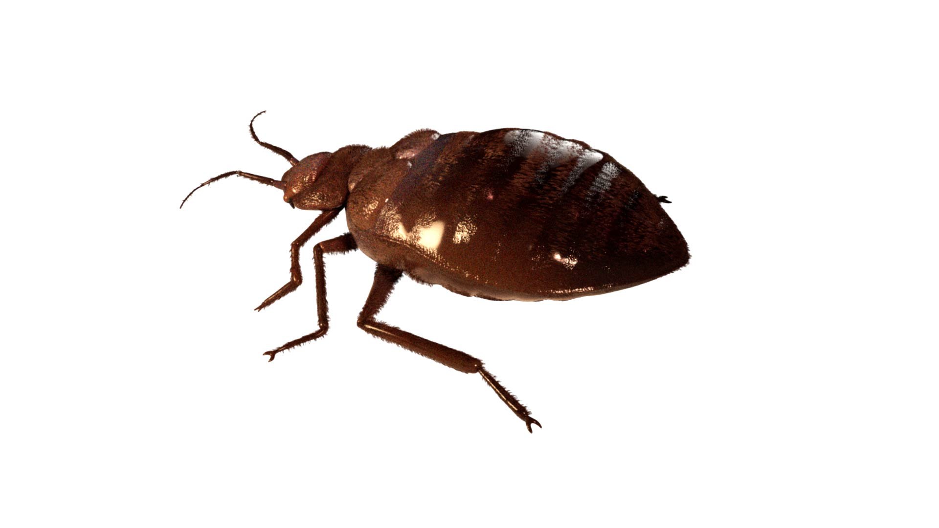 Bed Bug 02 3D Model - TurboSquid 2145432