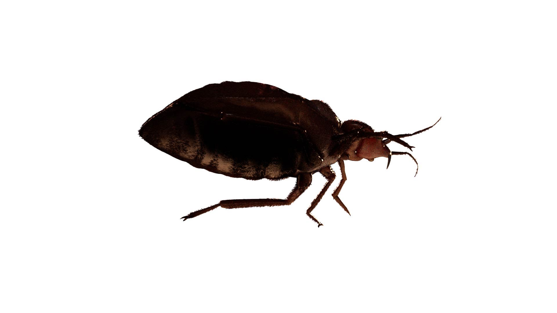 Bed Bug 02 3D Model - TurboSquid 2145432