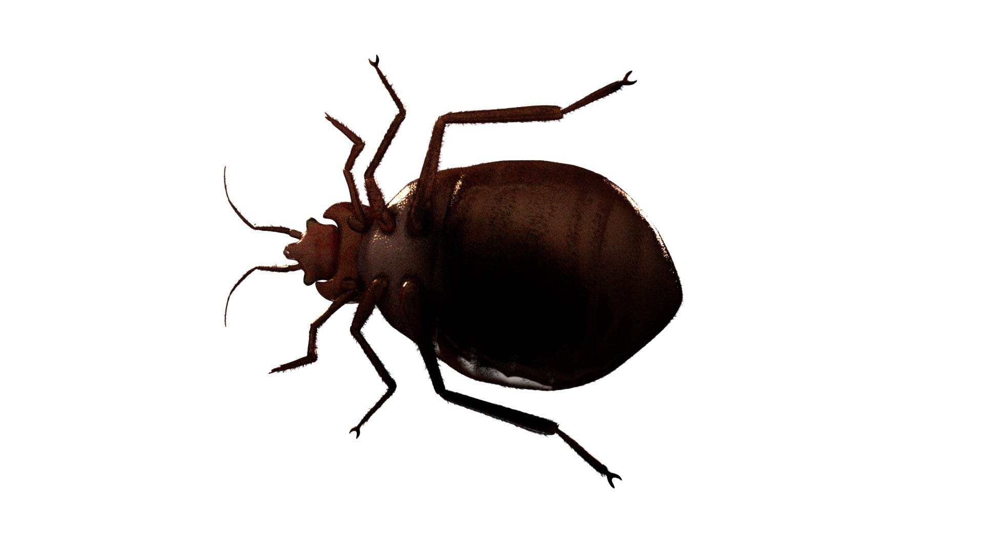 Bed Bug 02 3D Model - TurboSquid 2145432