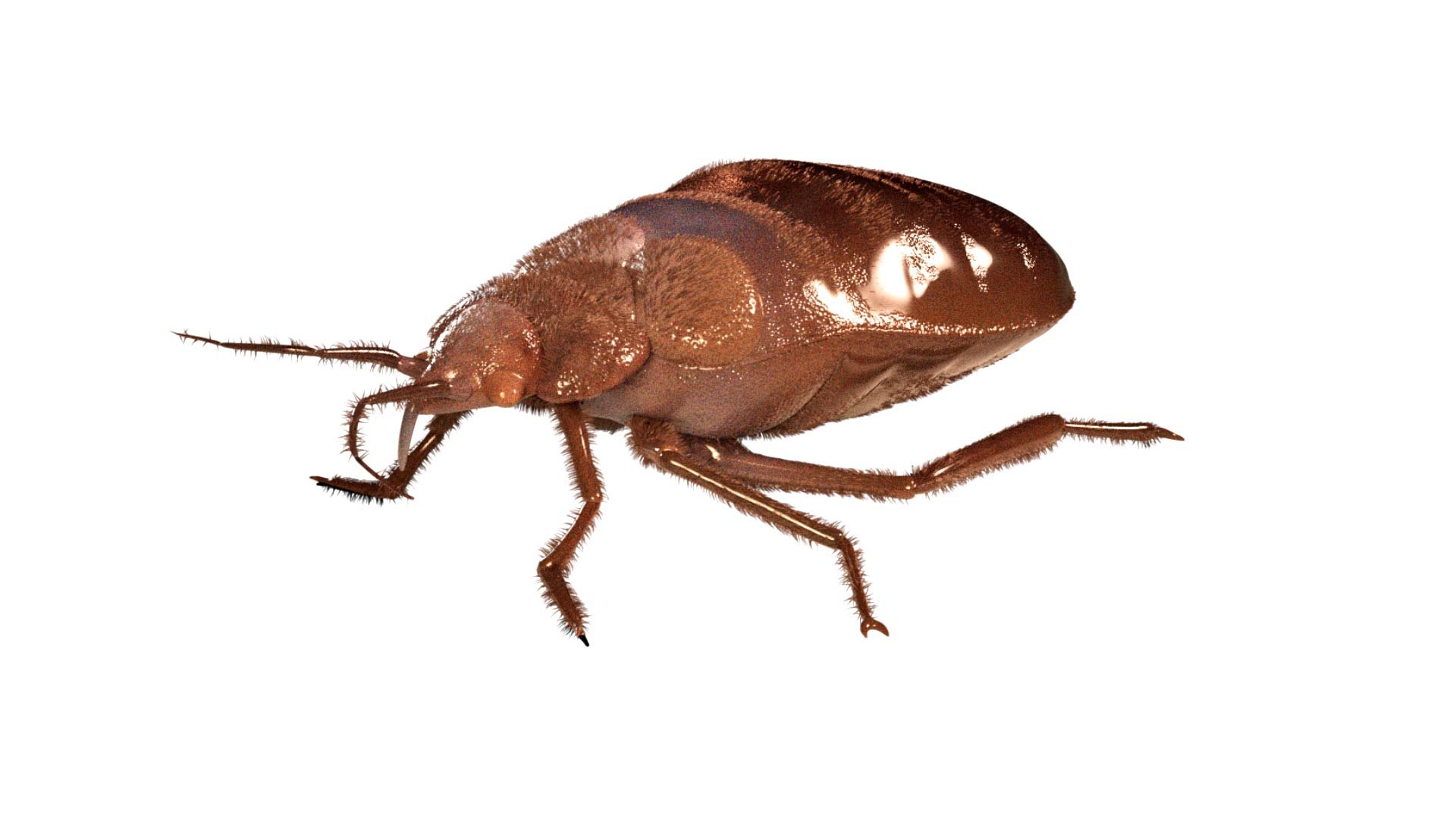 Bed Bug 02 3D Model - TurboSquid 2145432