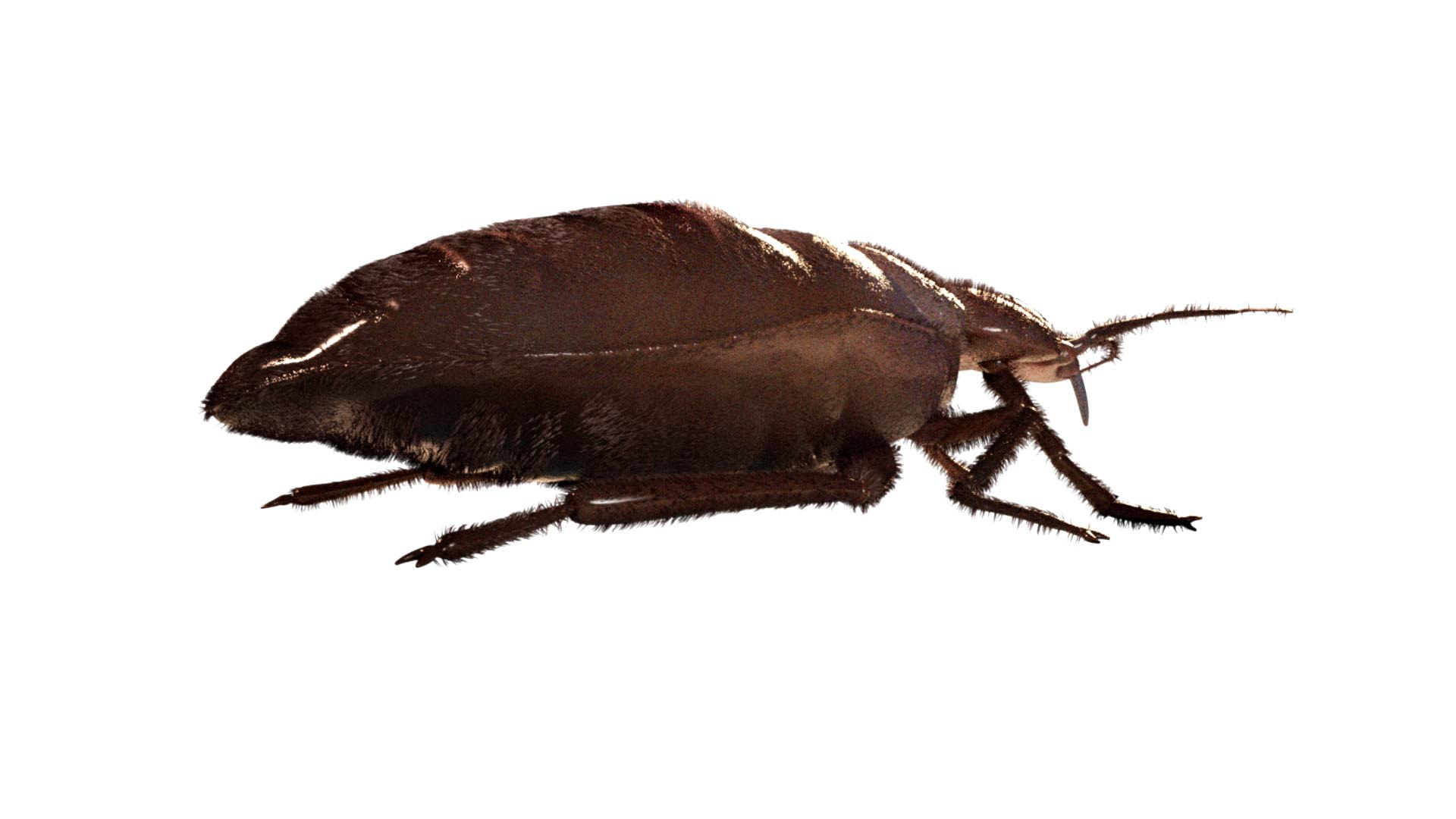 Bed Bug 02 3D Model - TurboSquid 2145432