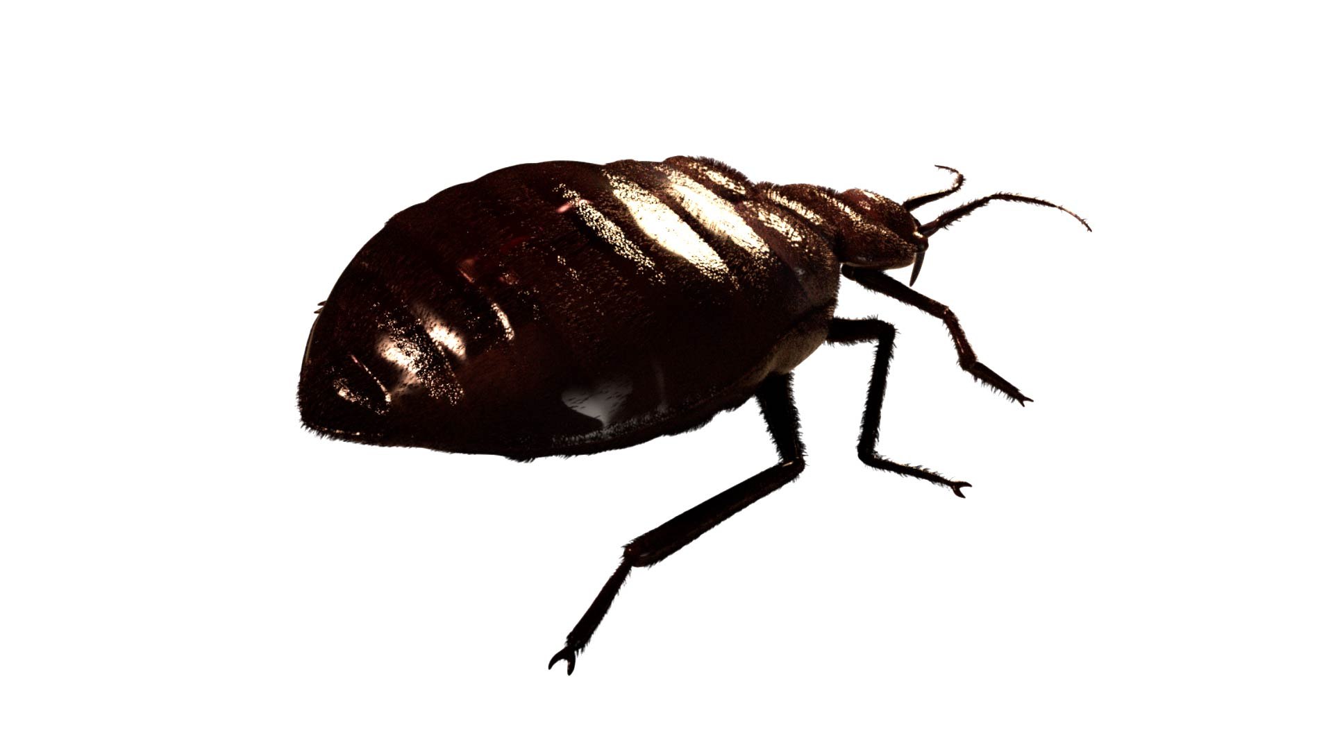 Bed Bug 02 3D Model - TurboSquid 2145432