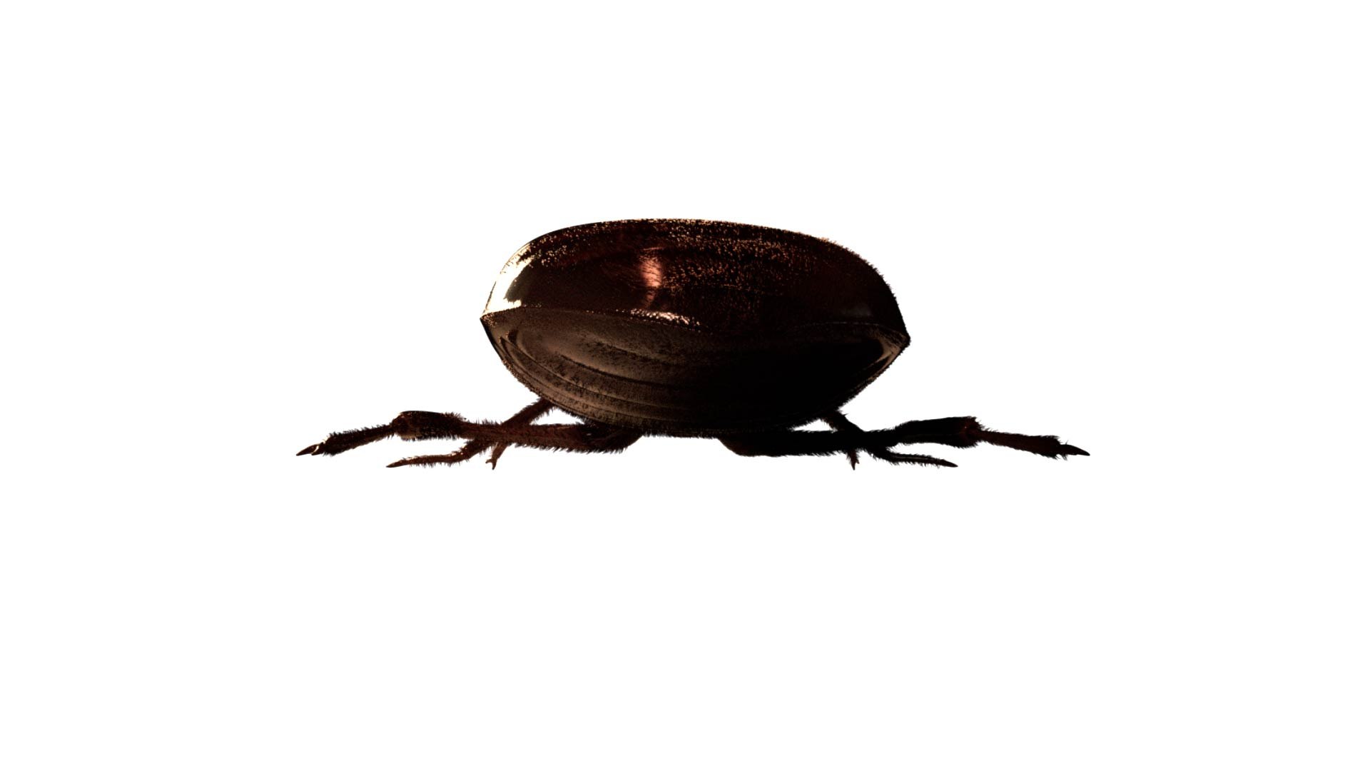 Bed Bug 02 3D Model - TurboSquid 2145432