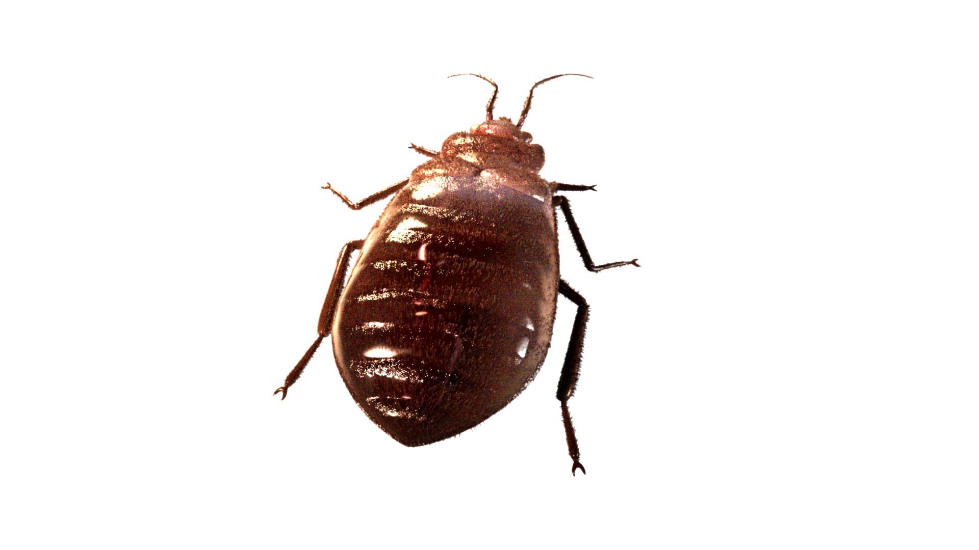 Bed Bug 02 3D Model - TurboSquid 2145432