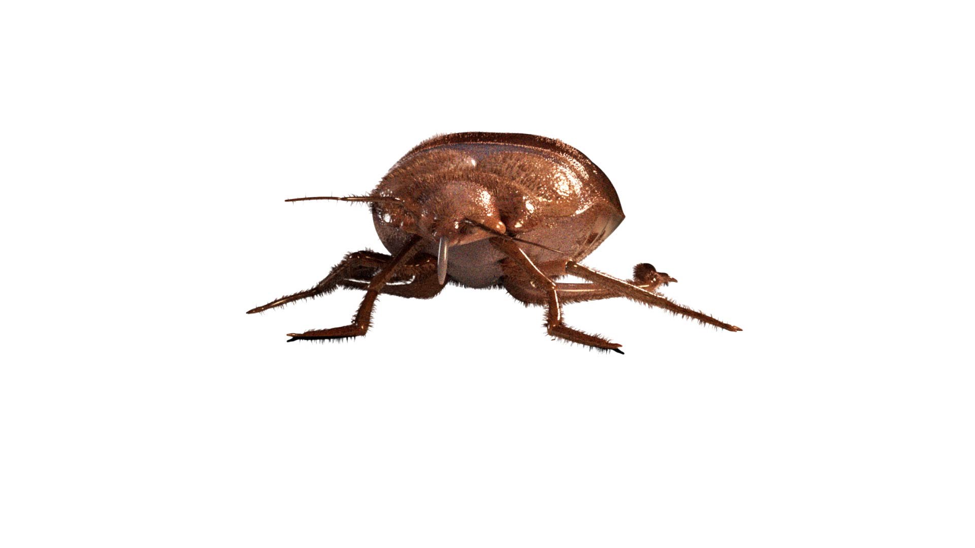Bed Bug 02 3D Model - TurboSquid 2145432
