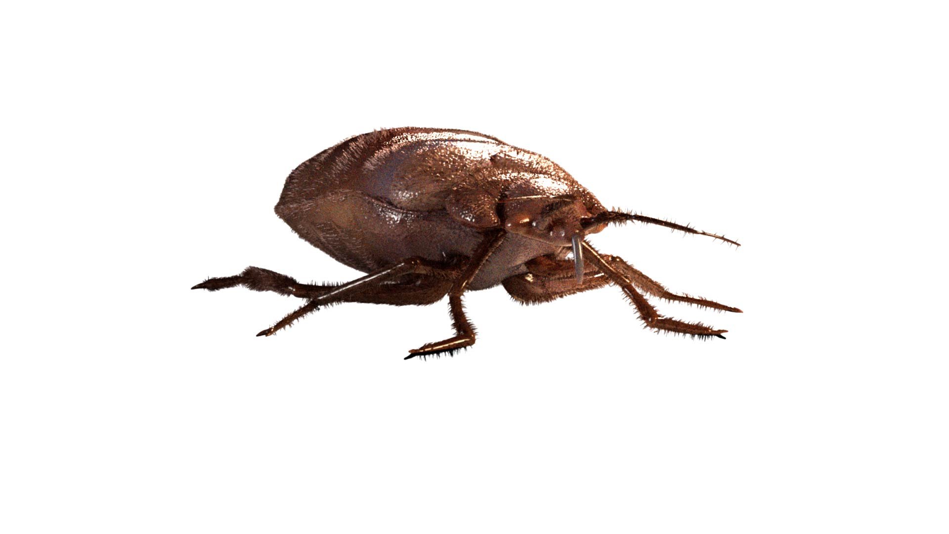 Bed Bug 02 3D Model - TurboSquid 2145432