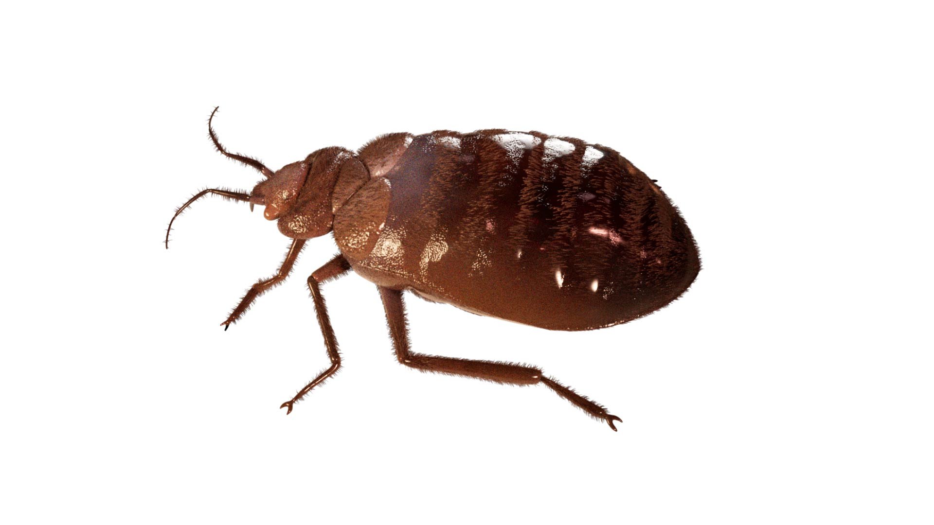 Bed Bug 02 3D Model - TurboSquid 2145432