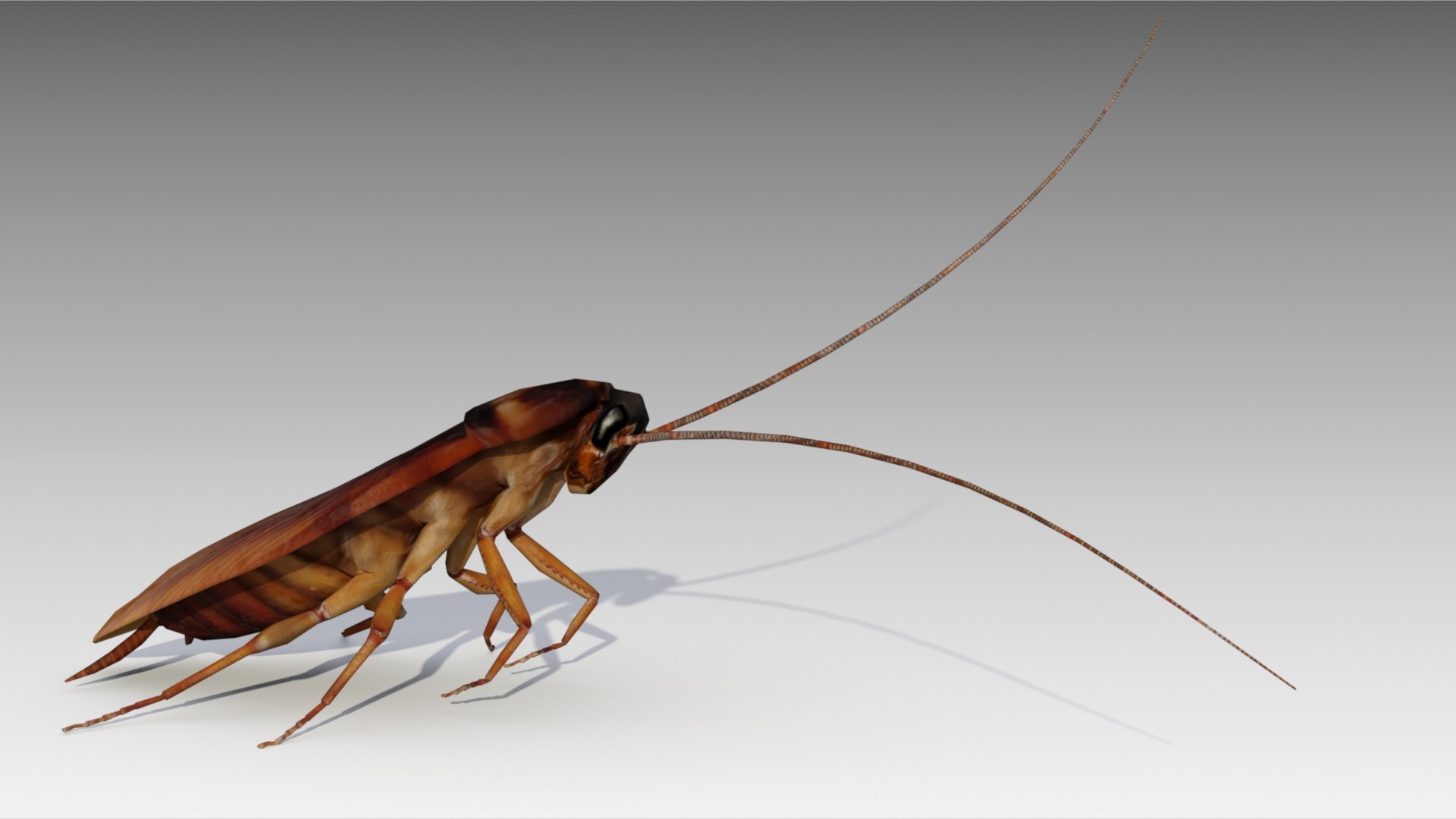 3D Cockroach Roach | 1142785 | TurboSquid