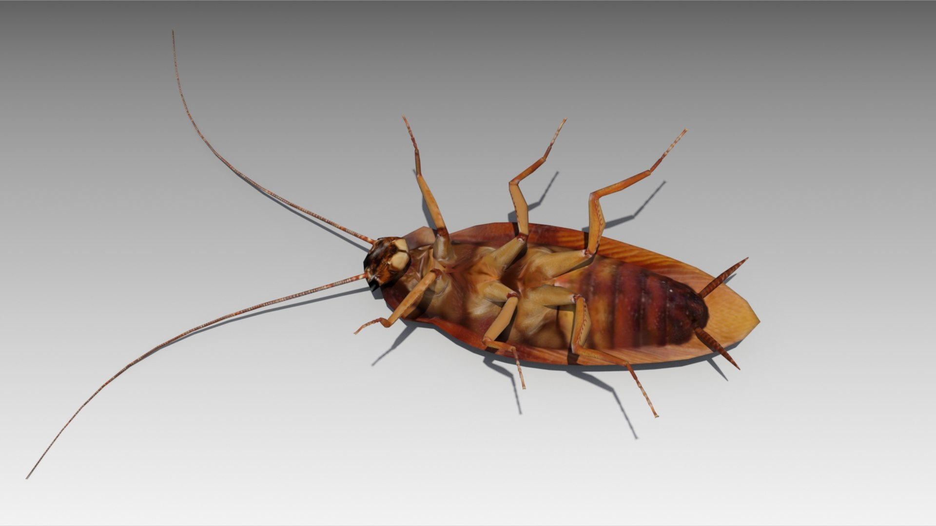 3D Cockroach Roach | 1142785 | TurboSquid