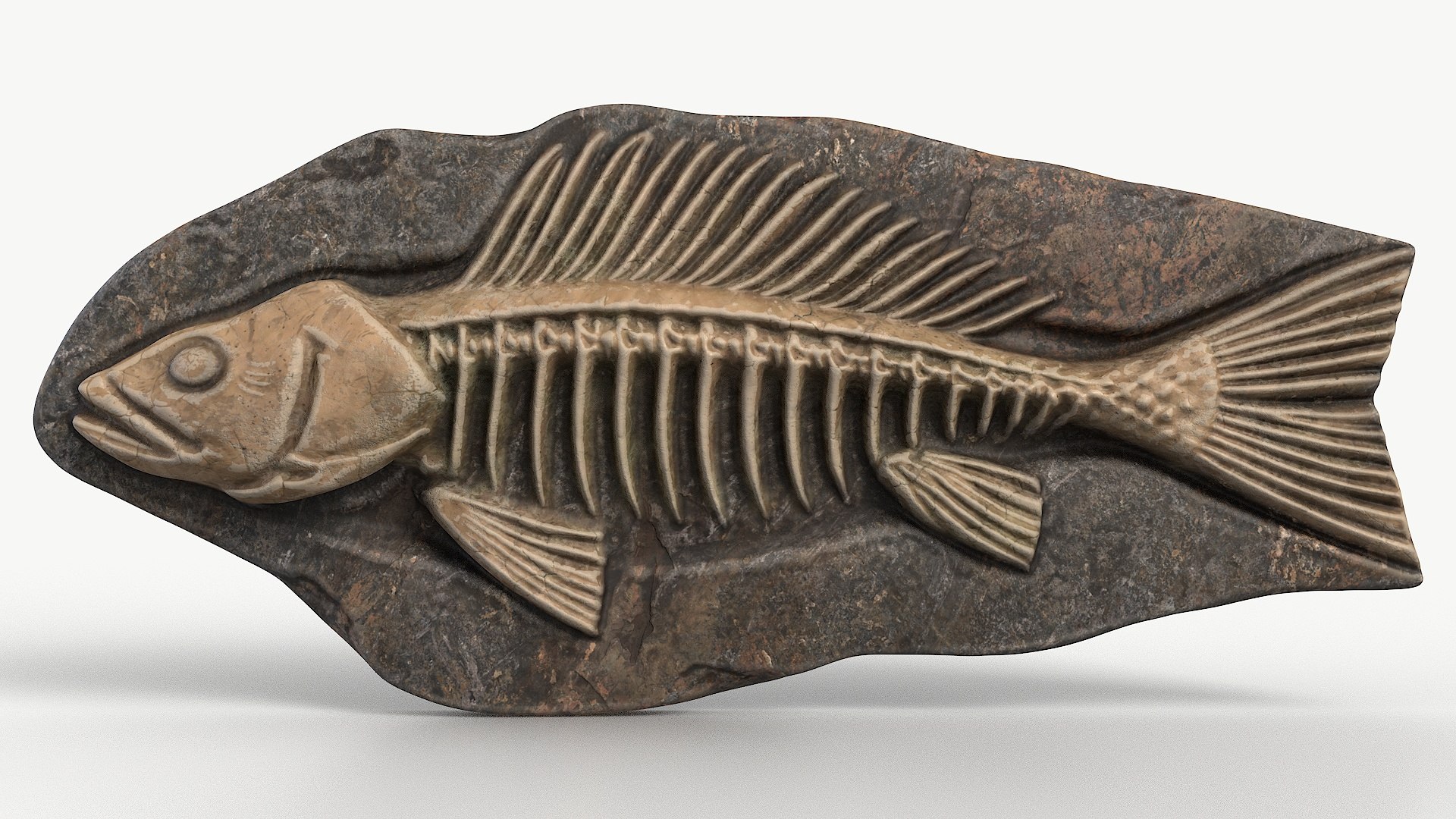 Fish Fossil 004 Textured 3D - TurboSquid 2300317