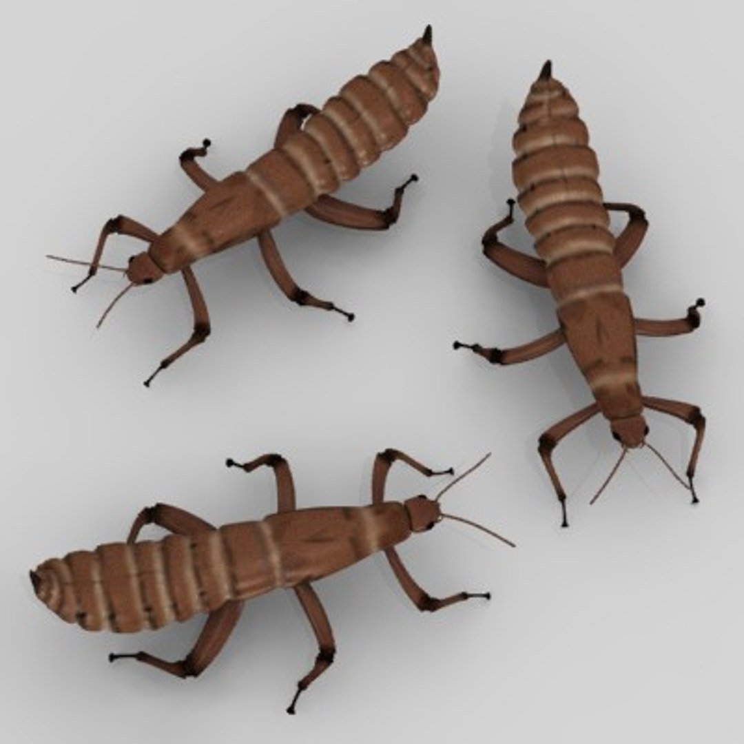 spectre insect 3d model