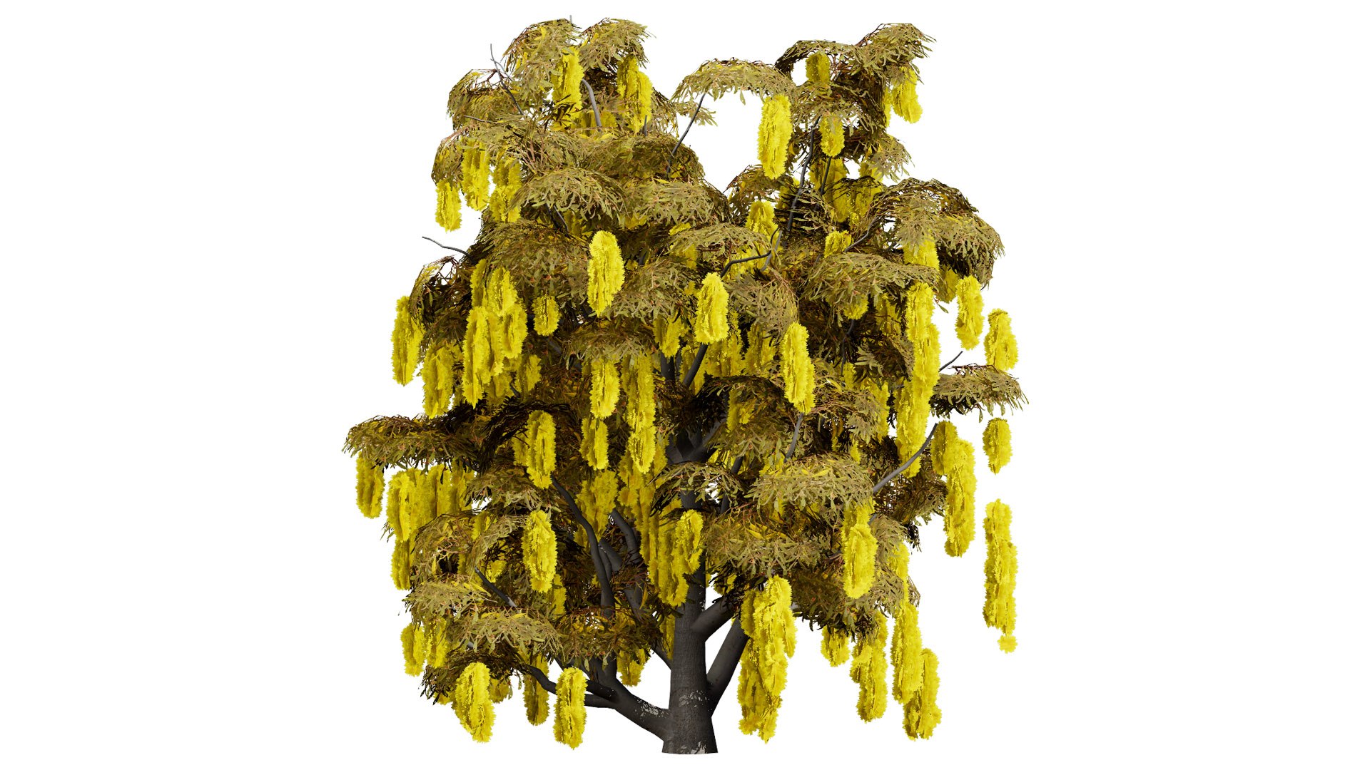 3D Cootamundra Wattle Tree 3D Model Model - TurboSquid 2355698