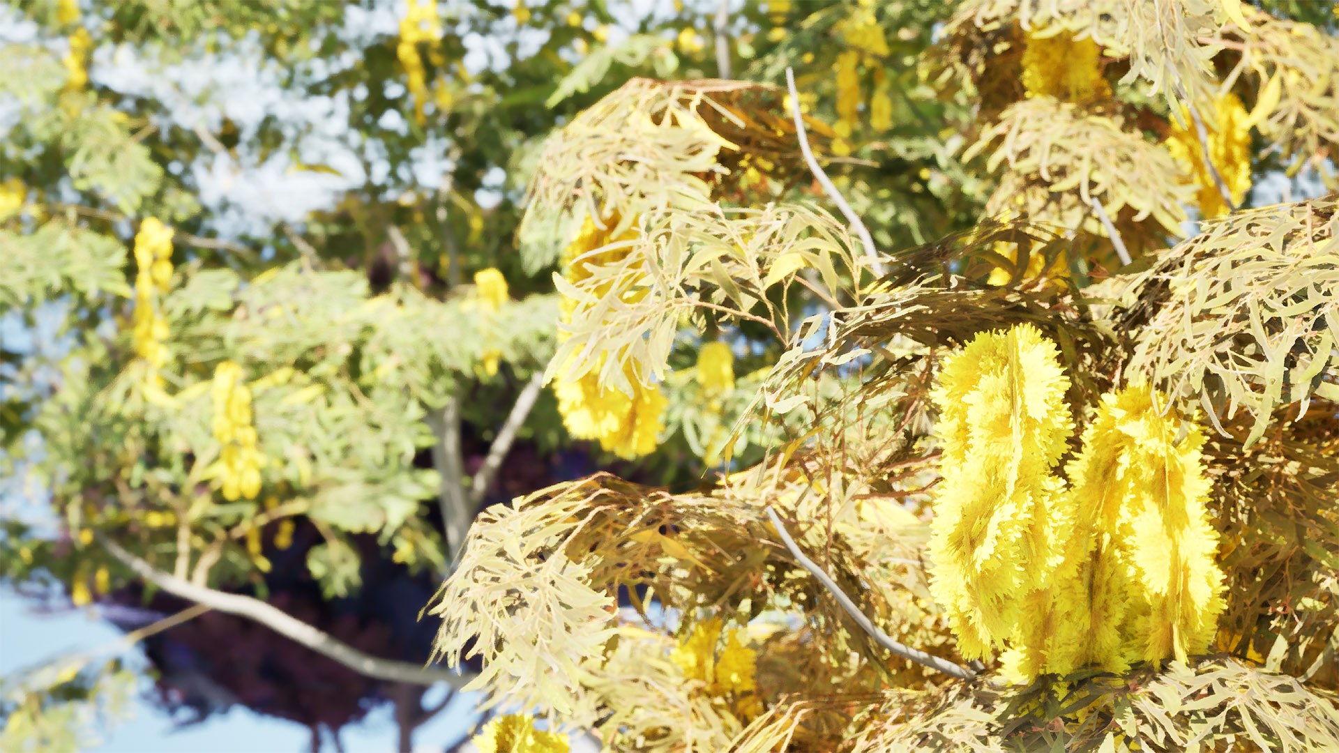 3D Cootamundra Wattle Tree 3D Model Model - TurboSquid 2355698