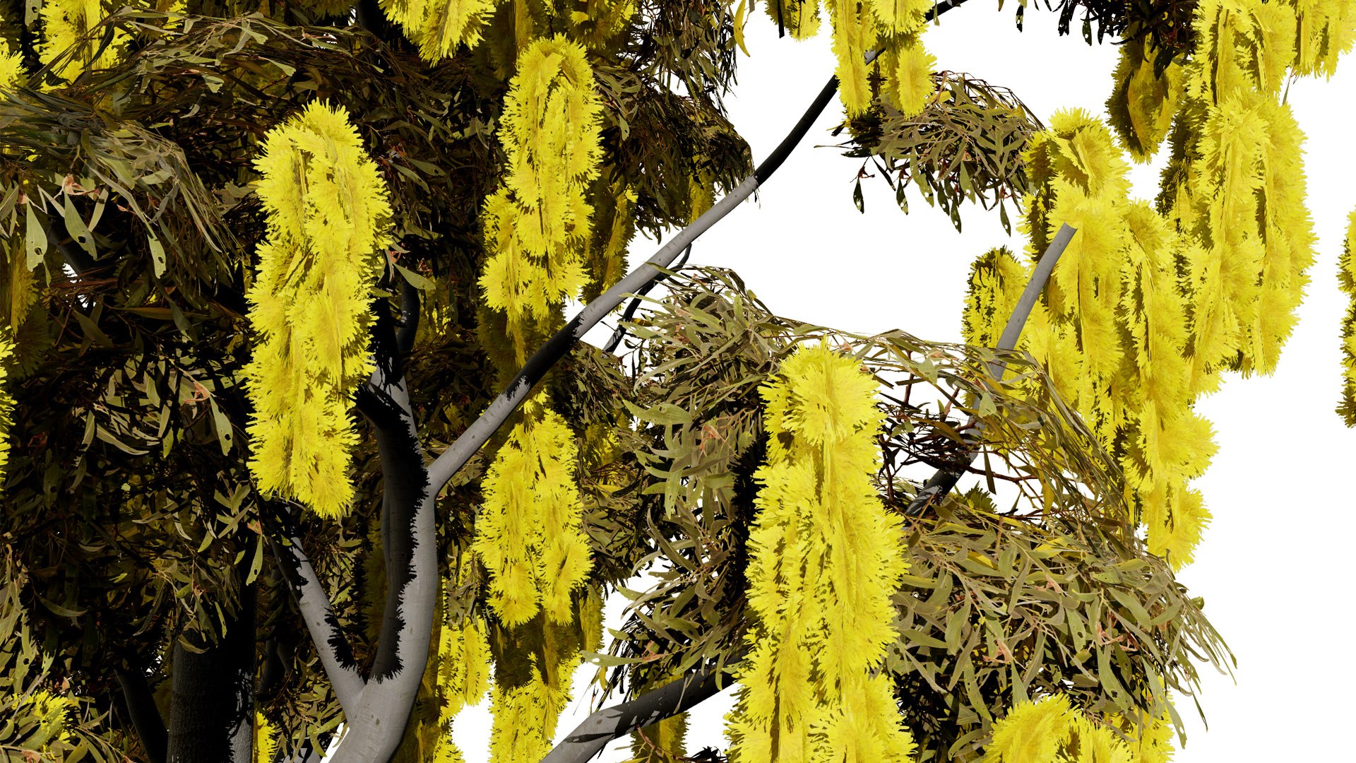 3D Cootamundra Wattle Tree 3D Model Model - TurboSquid 2355698