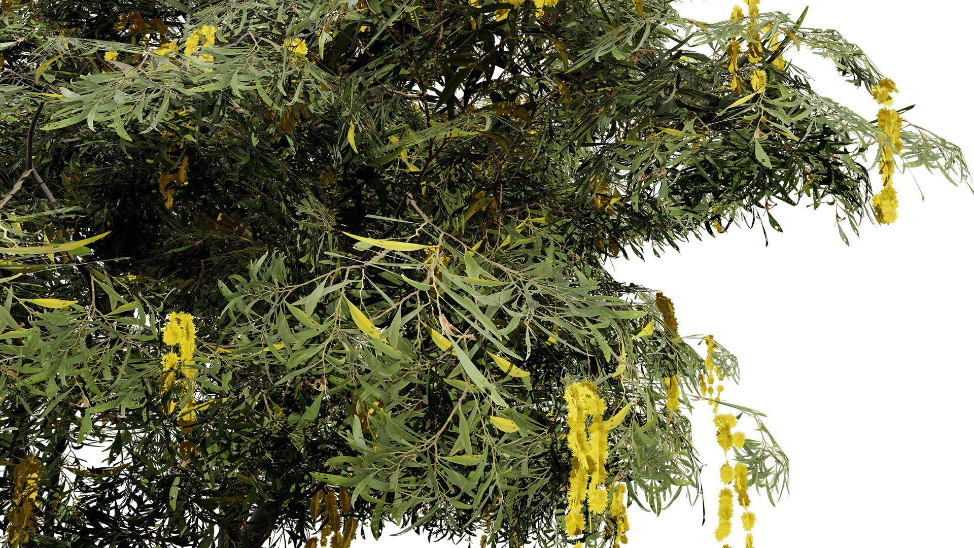 3D Cootamundra Wattle Tree 3D Model Model - TurboSquid 2355698