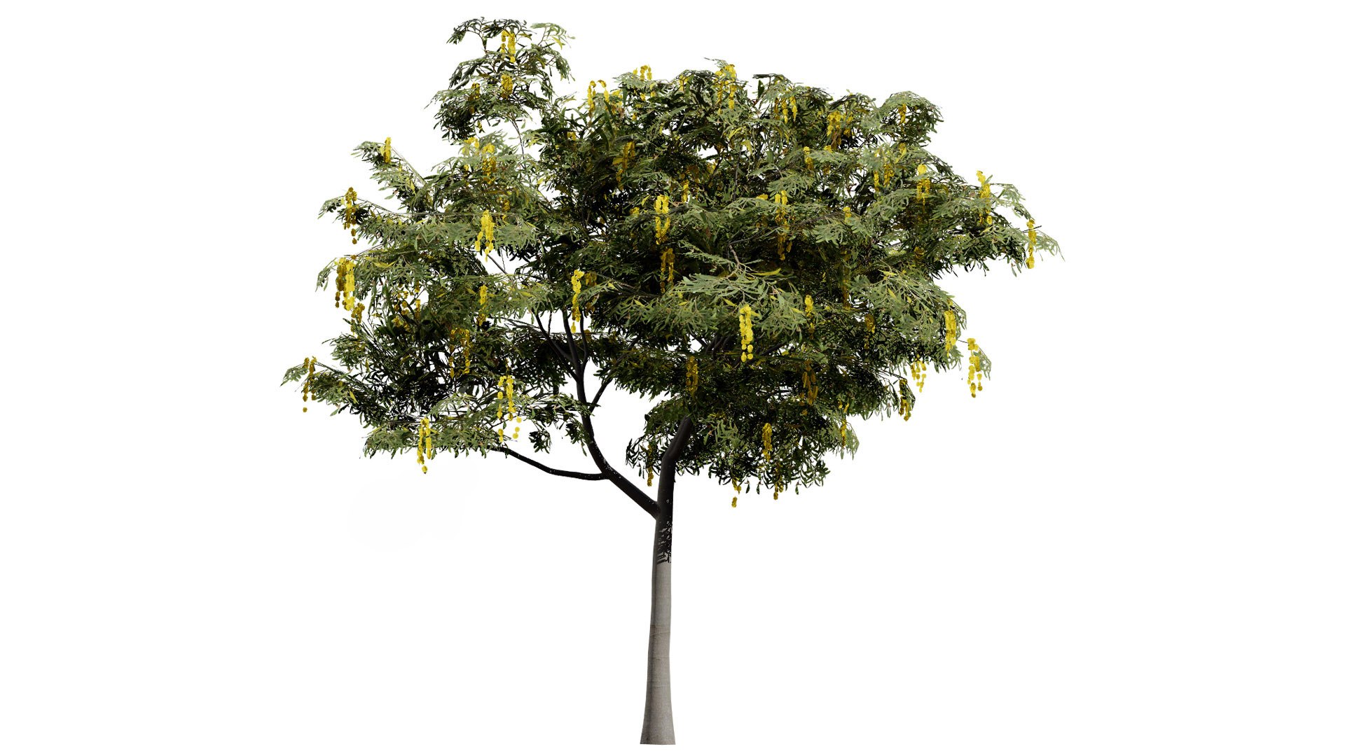 3D Cootamundra Wattle Tree 3D Model Model - TurboSquid 2355698