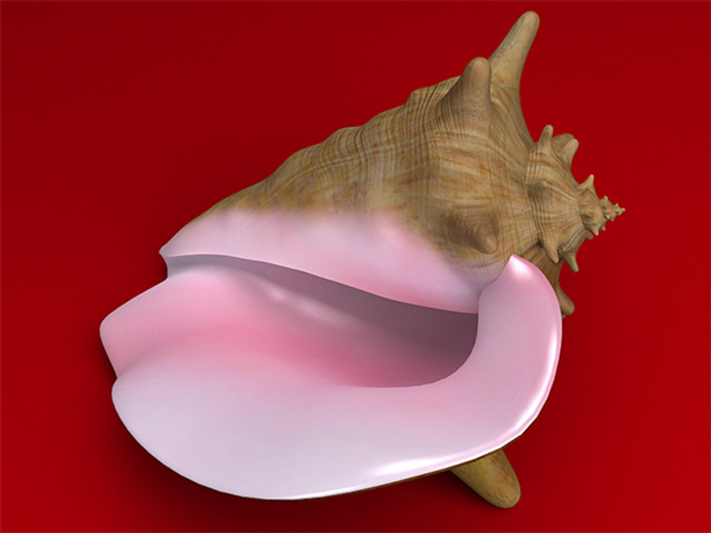3d Strombus Seashell Model