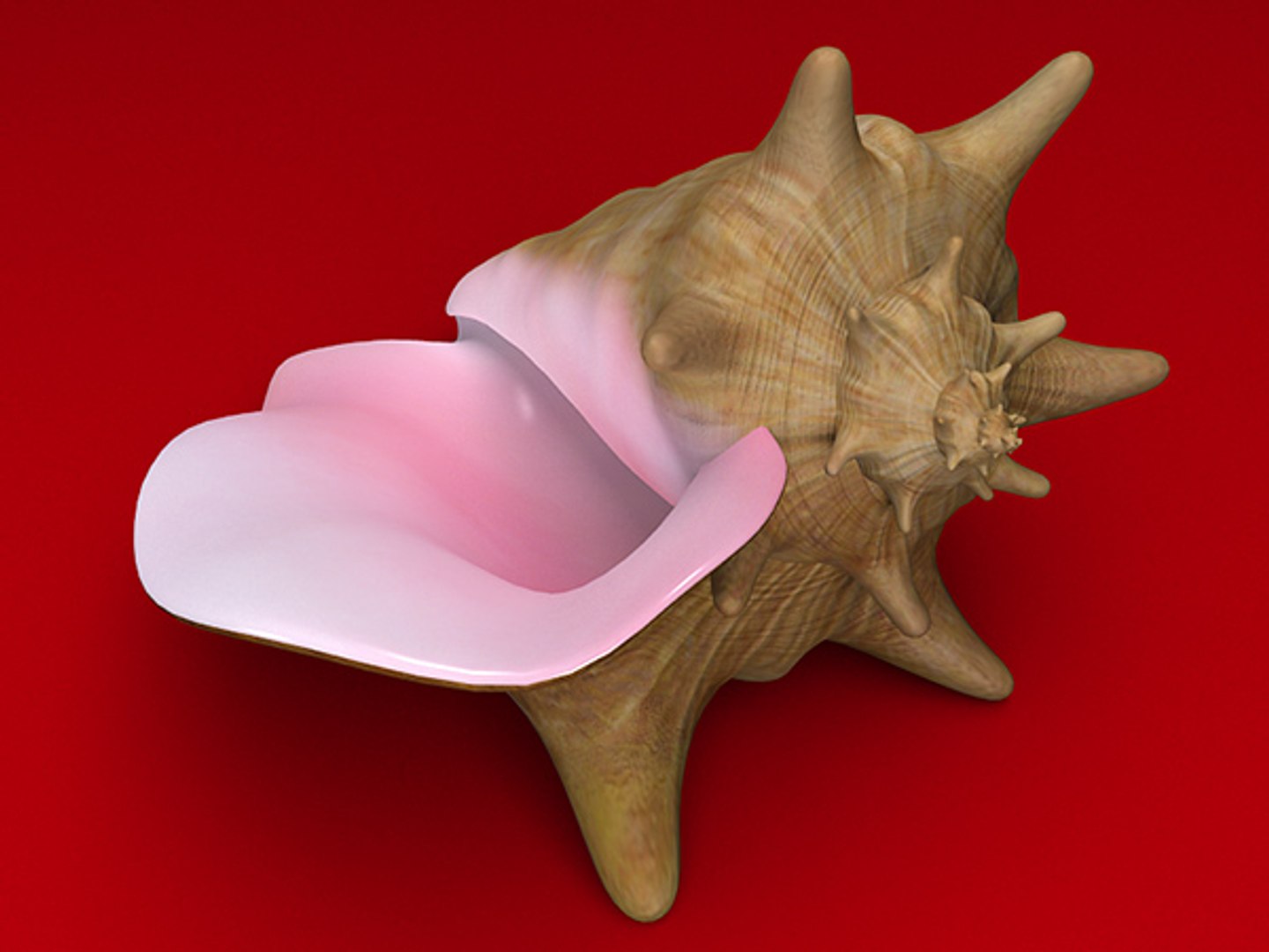 3d Strombus Seashell Model