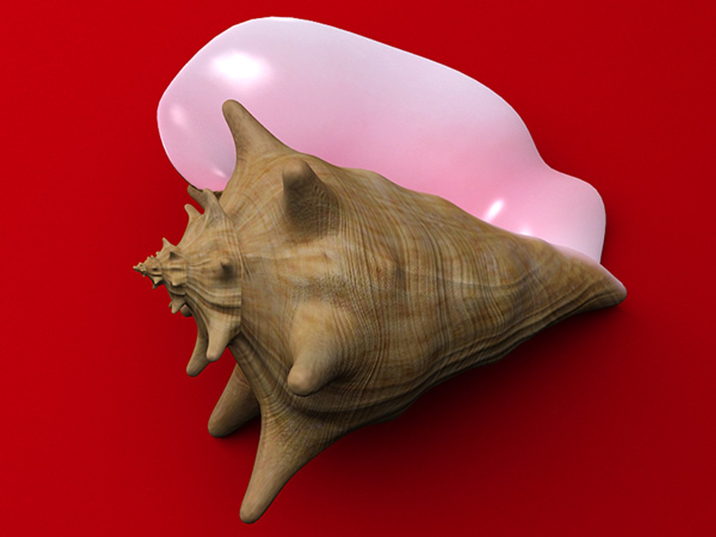 3d Strombus Seashell Model