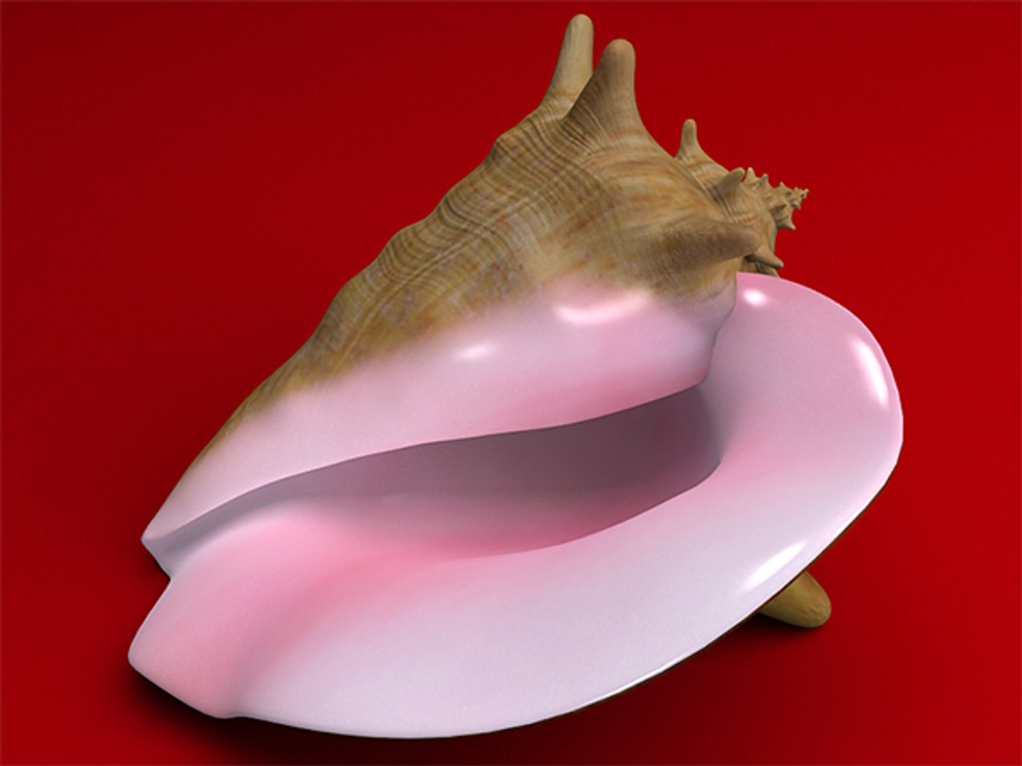 3d Strombus Seashell Model