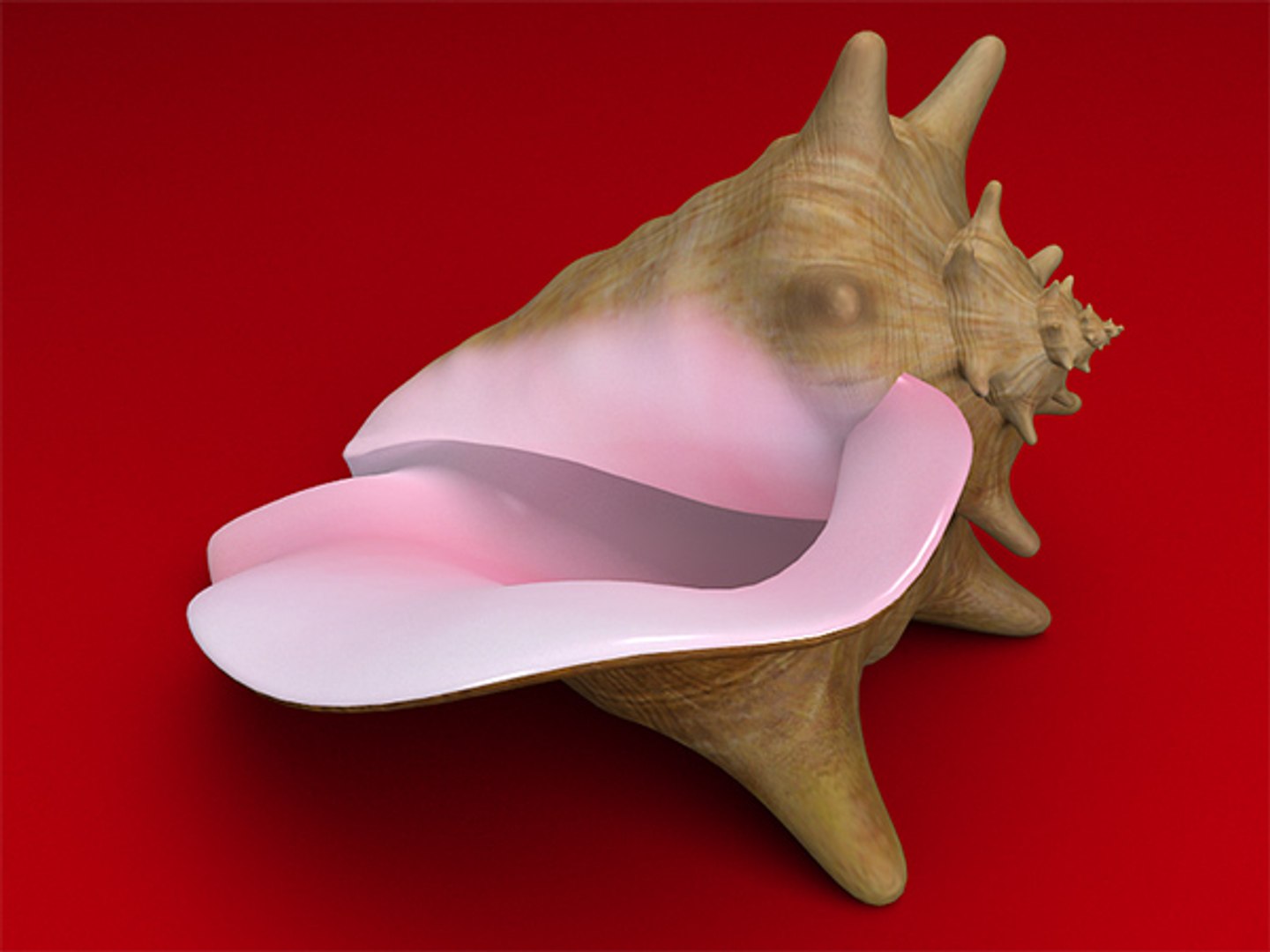 3d Strombus Seashell Model