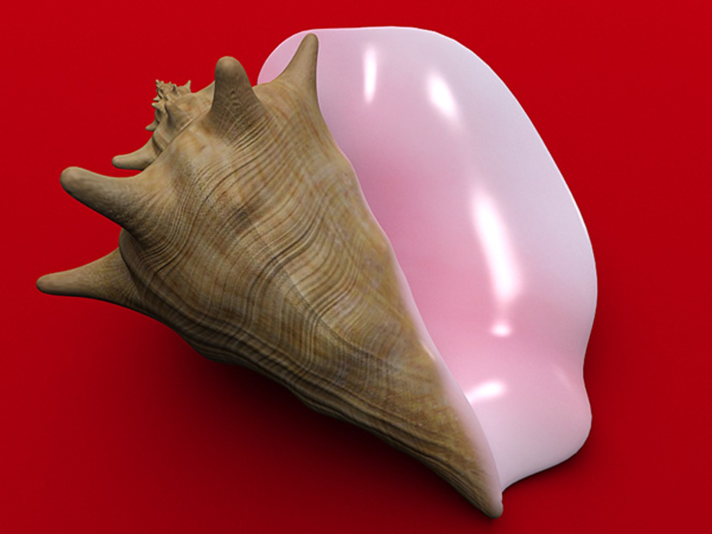 3d Strombus Seashell Model