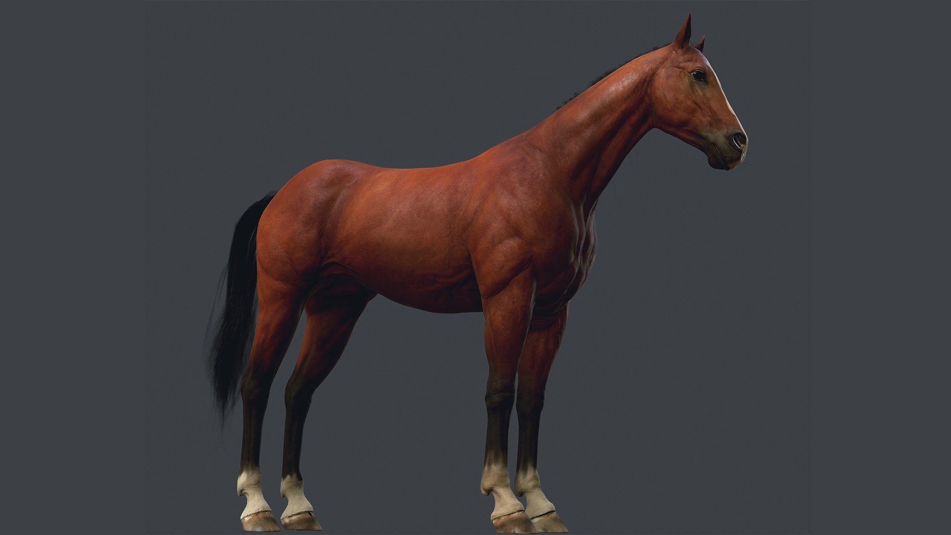 Realistic Horse 3D - TurboSquid 1708776