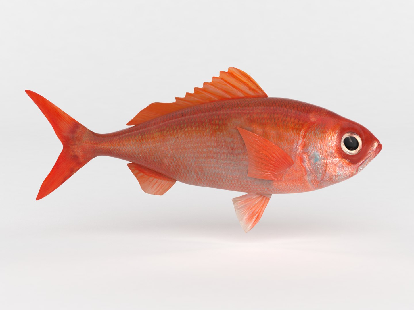 3D model ruby fish - TurboSquid 1442275