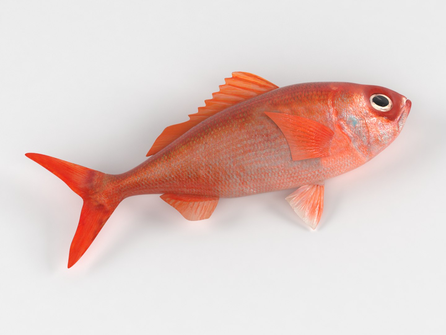 3D model ruby fish - TurboSquid 1442275