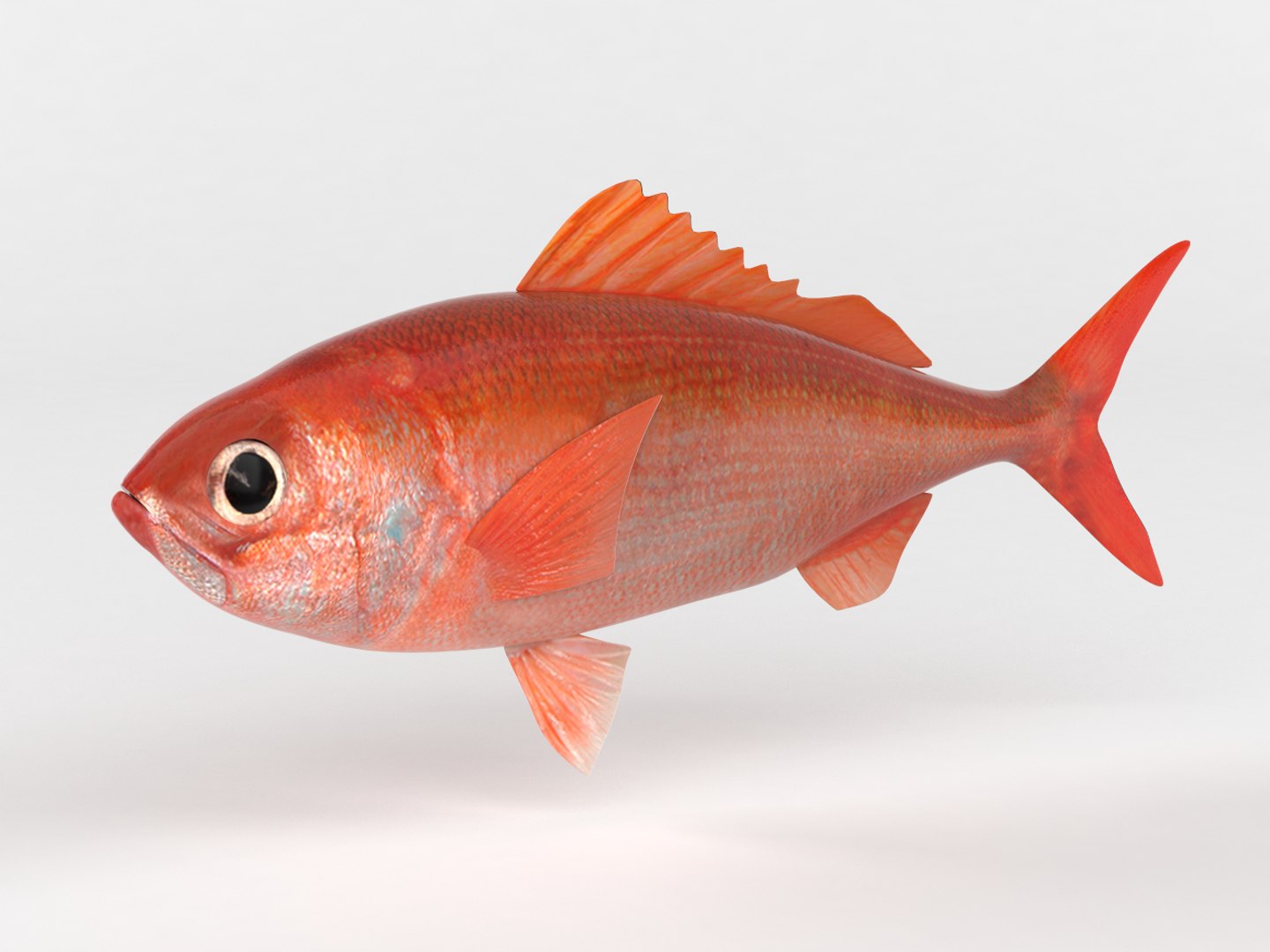 3D model ruby fish - TurboSquid 1442275