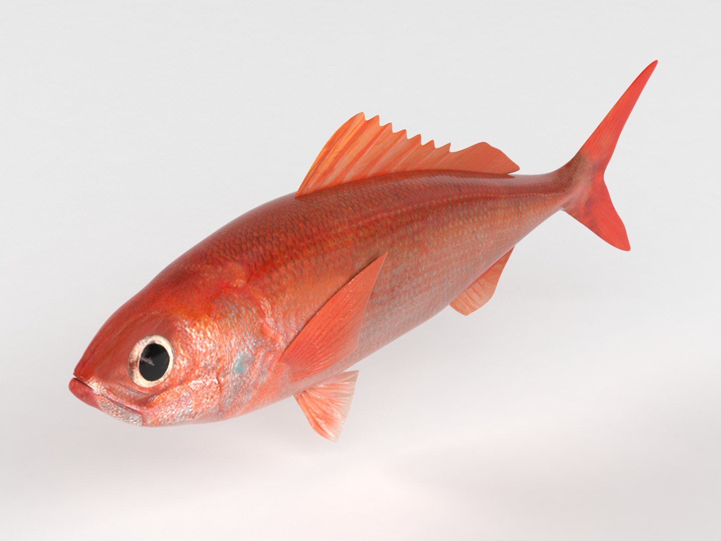 3D model ruby fish - TurboSquid 1442275